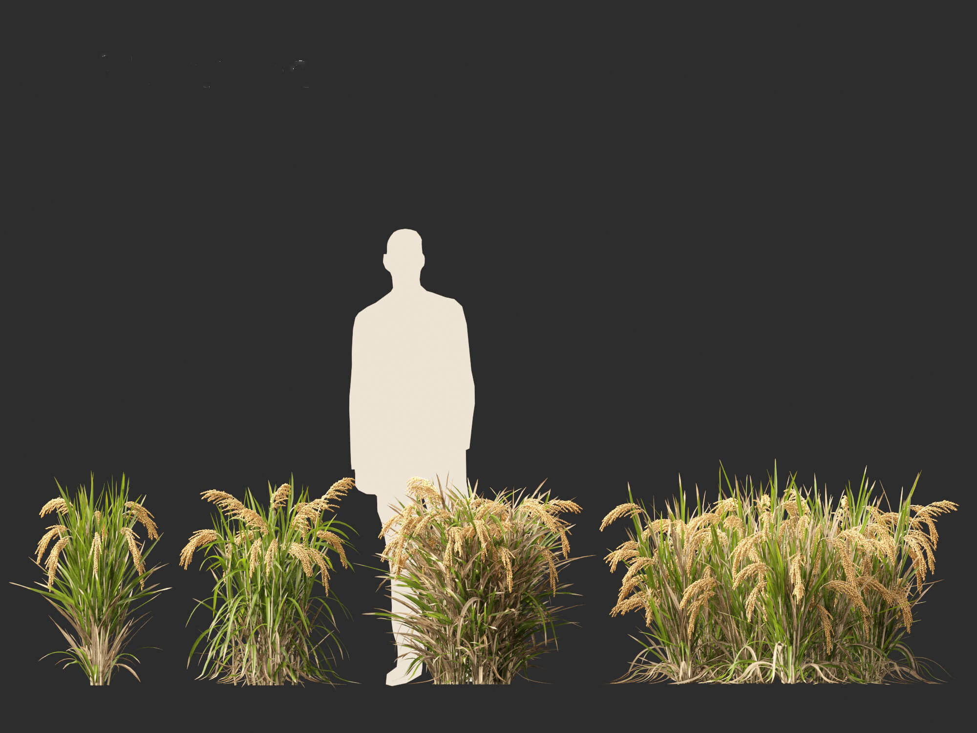 Oryza Sativa - Rice 3D Model by 3dgardenplants