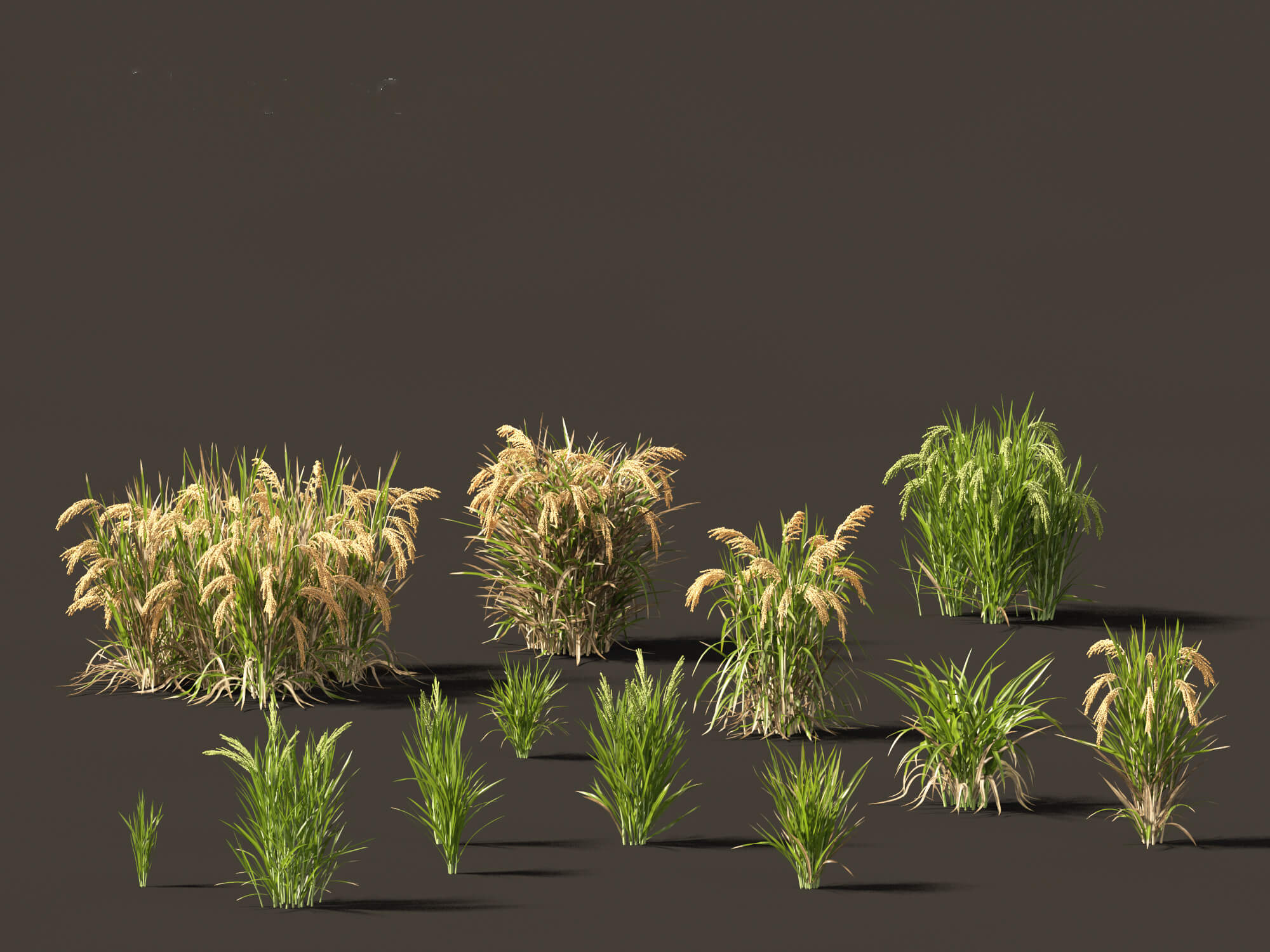 Oryza Sativa - Rice 3D Model by 3dgardenplants