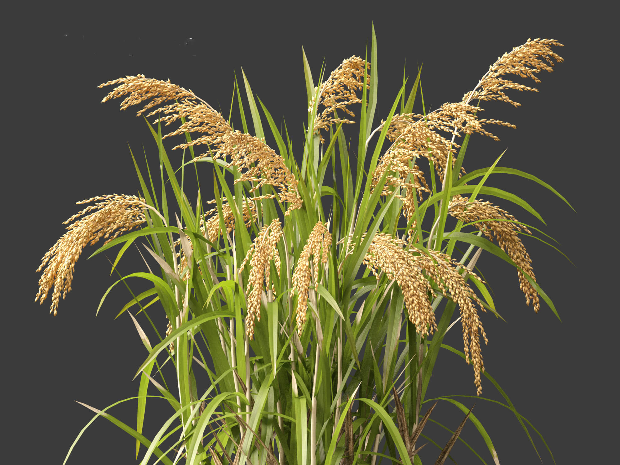 Oryza Sativa - Rice 3D Model by 3dgardenplants