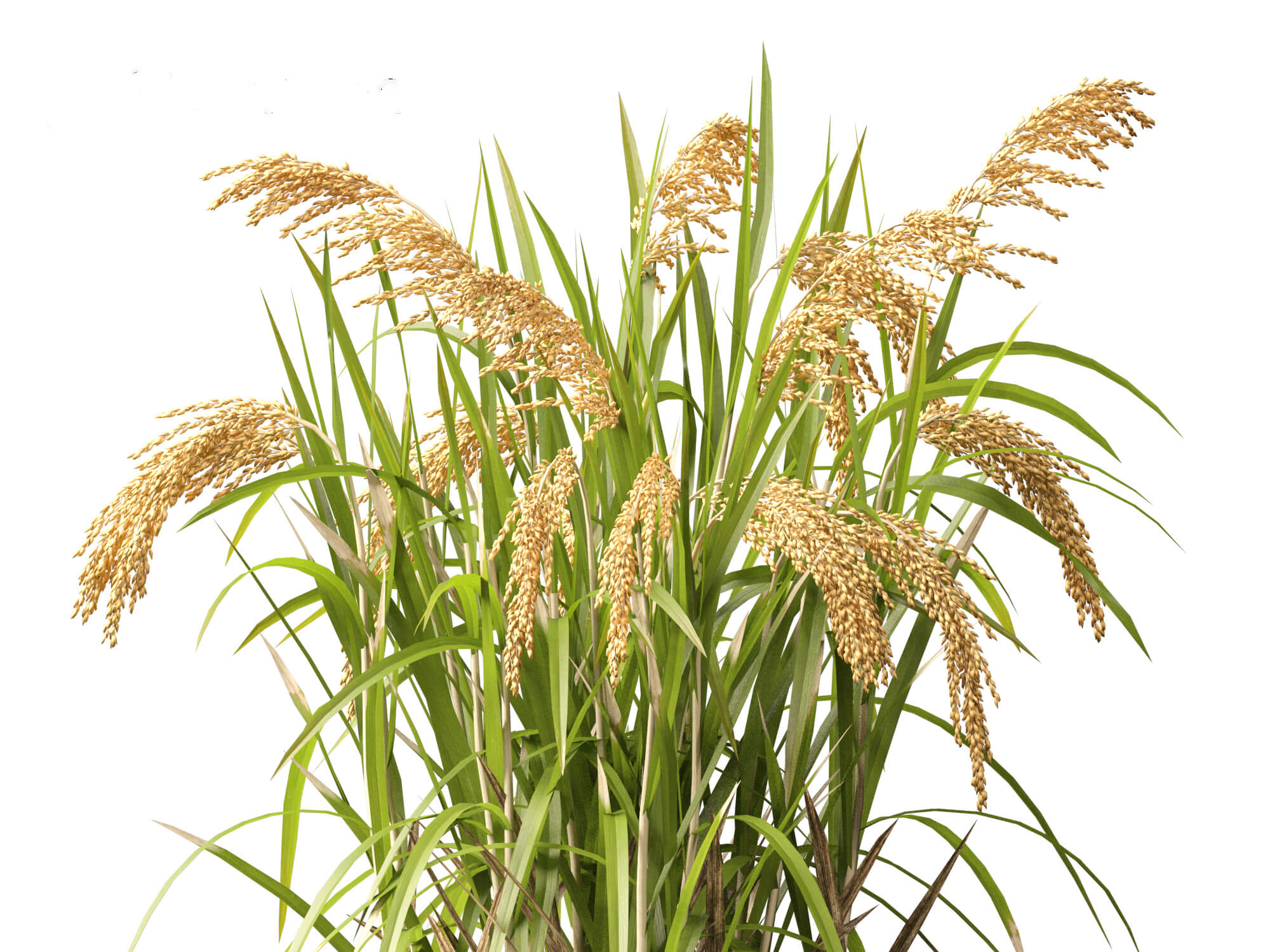 Oryza Sativa - Rice 3D Model by 3dgardenplants
