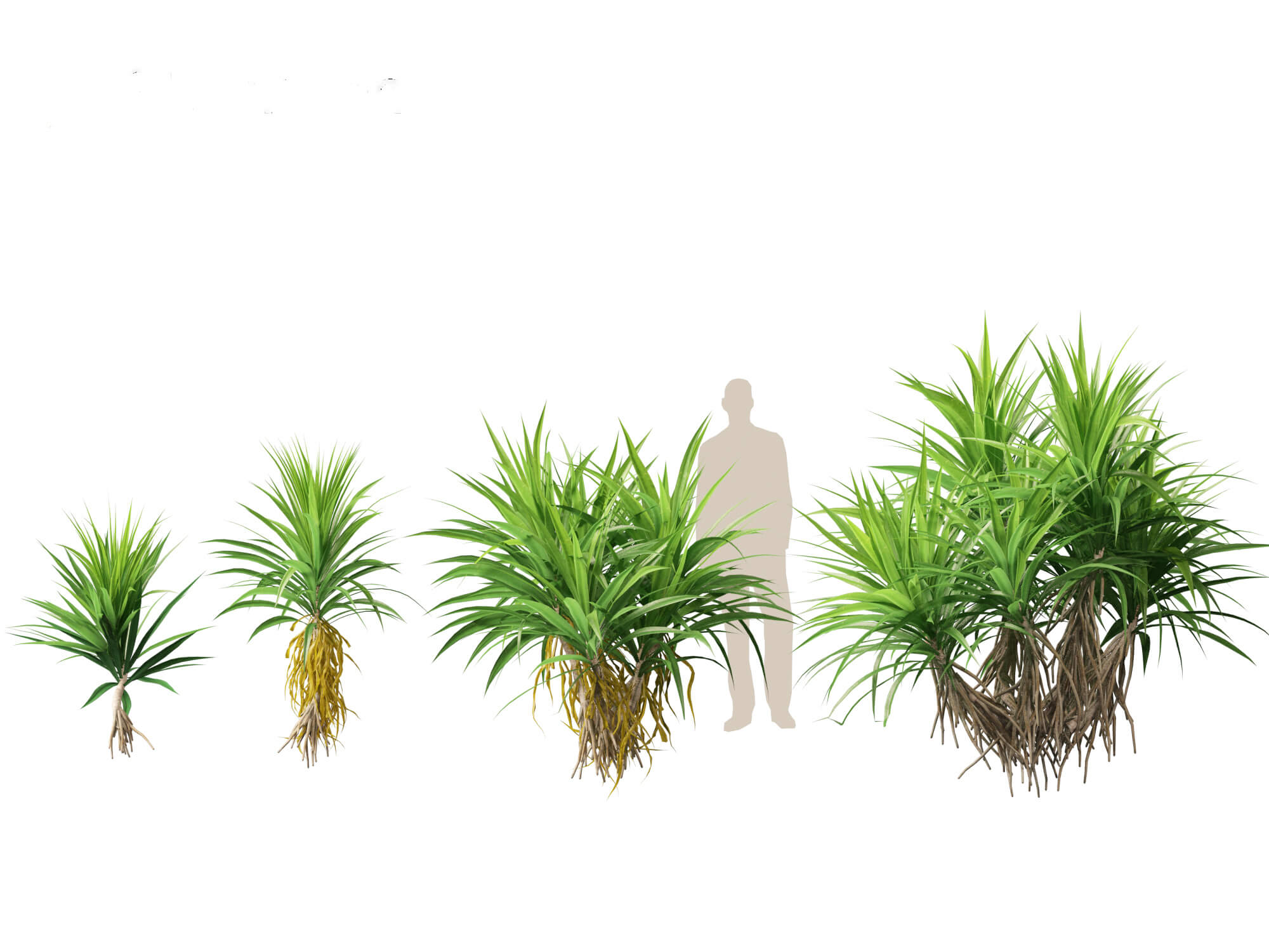 Pandanus Amaryllifolius - Pandan 3D Model by 3dgardenplants