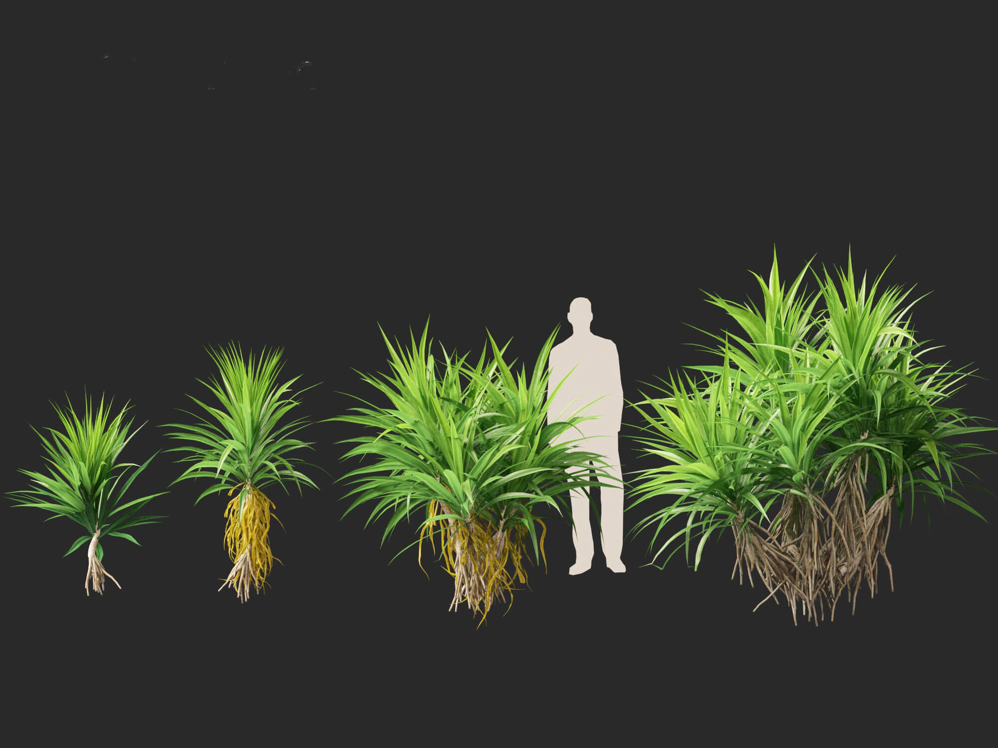 Pandanus Amaryllifolius - Pandan 3D Model by 3dgardenplants