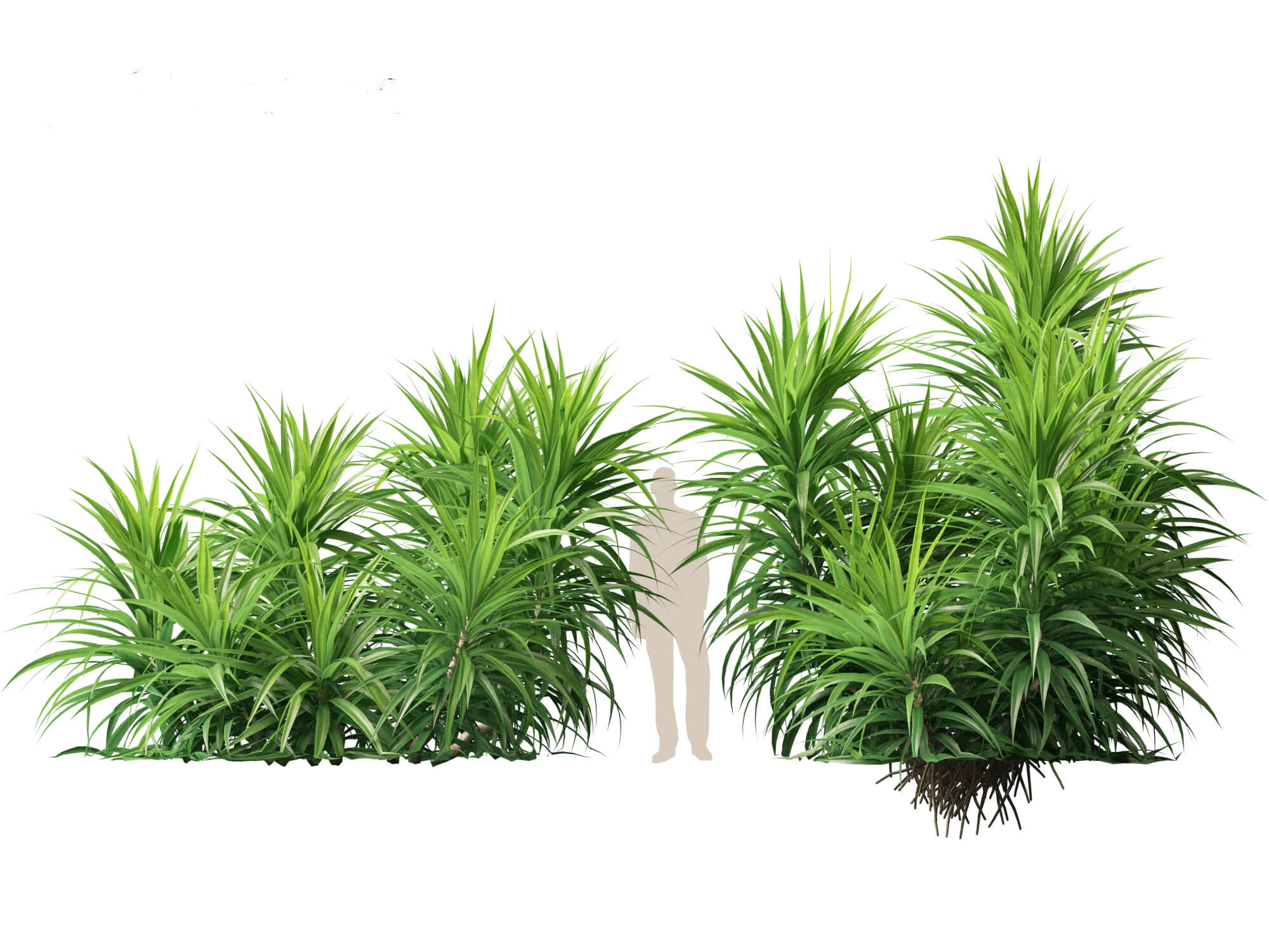 Pandanus Amaryllifolius - Pandan 3D Model by 3dgardenplants