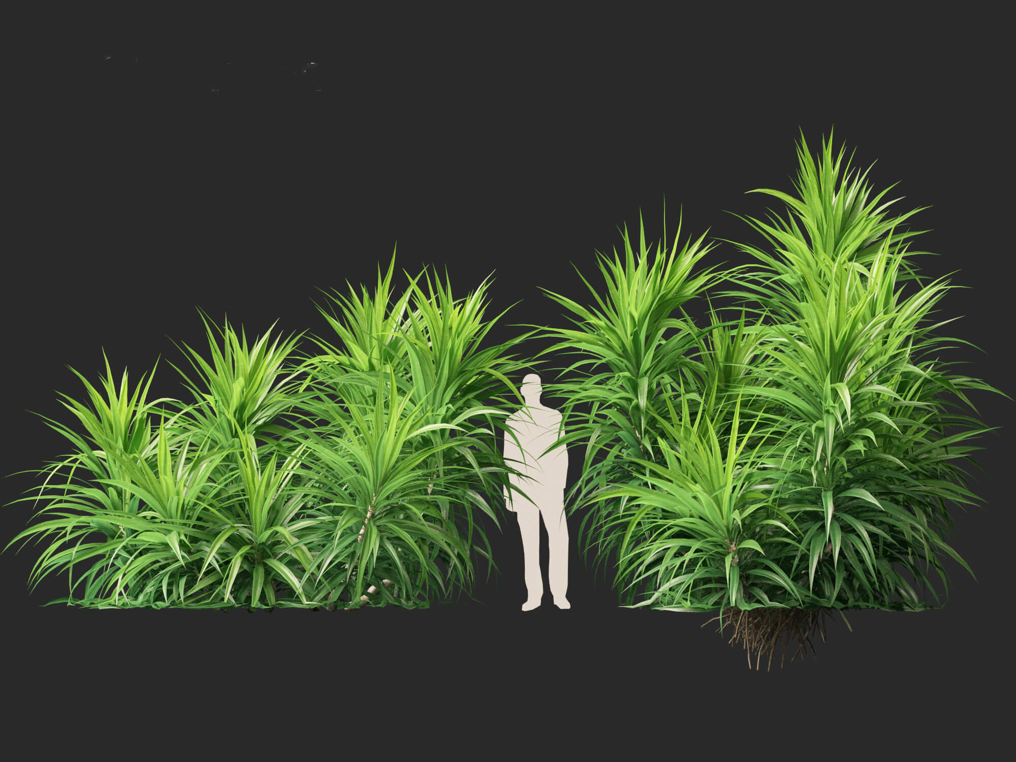 Pandanus Amaryllifolius - Pandan 3D Model by 3dgardenplants