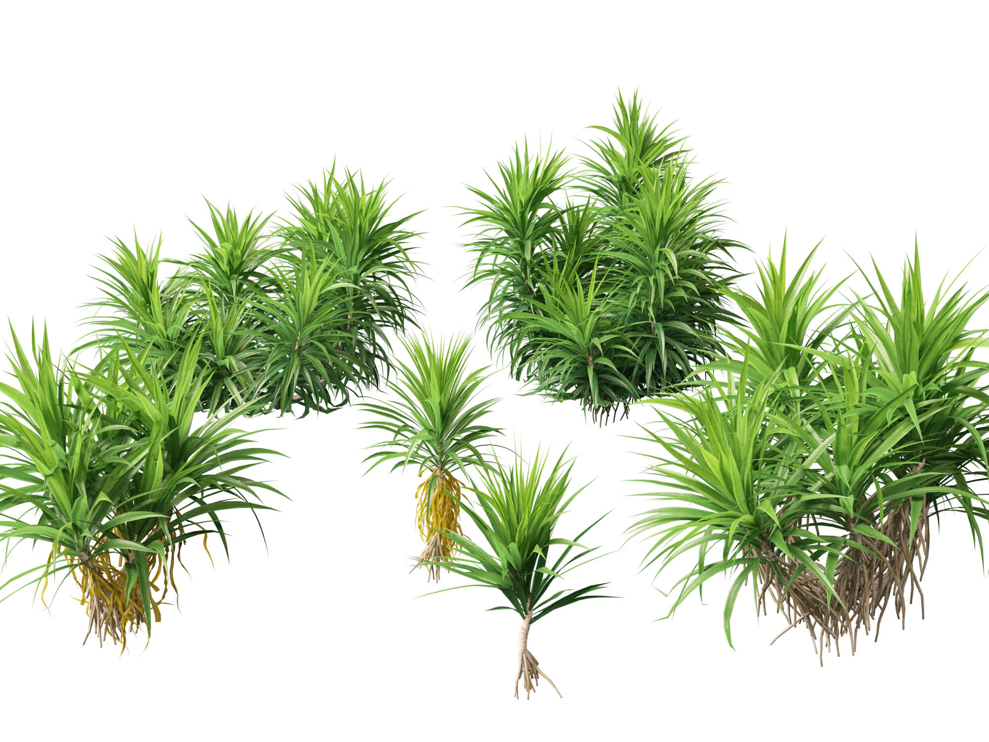 Pandanus Amaryllifolius - Pandan 3D Model by 3dgardenplants