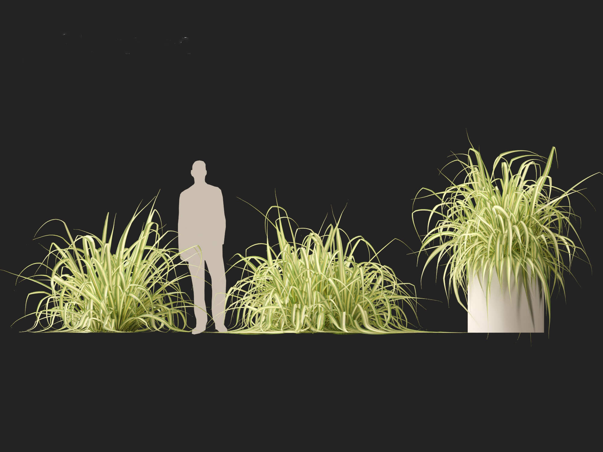 Pandanus Baptistii Variegata - Gold-Striped Screw Pine 3D Model by ...