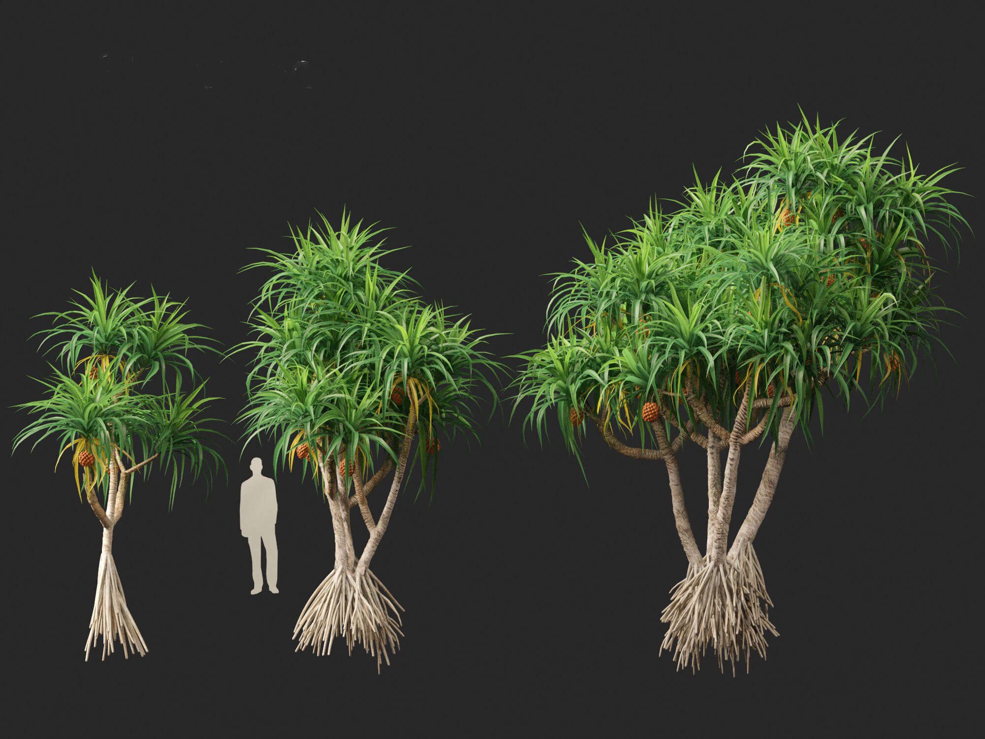 Pandanus Tectorius - Screw Pine 3D Model by 3dgardenplants