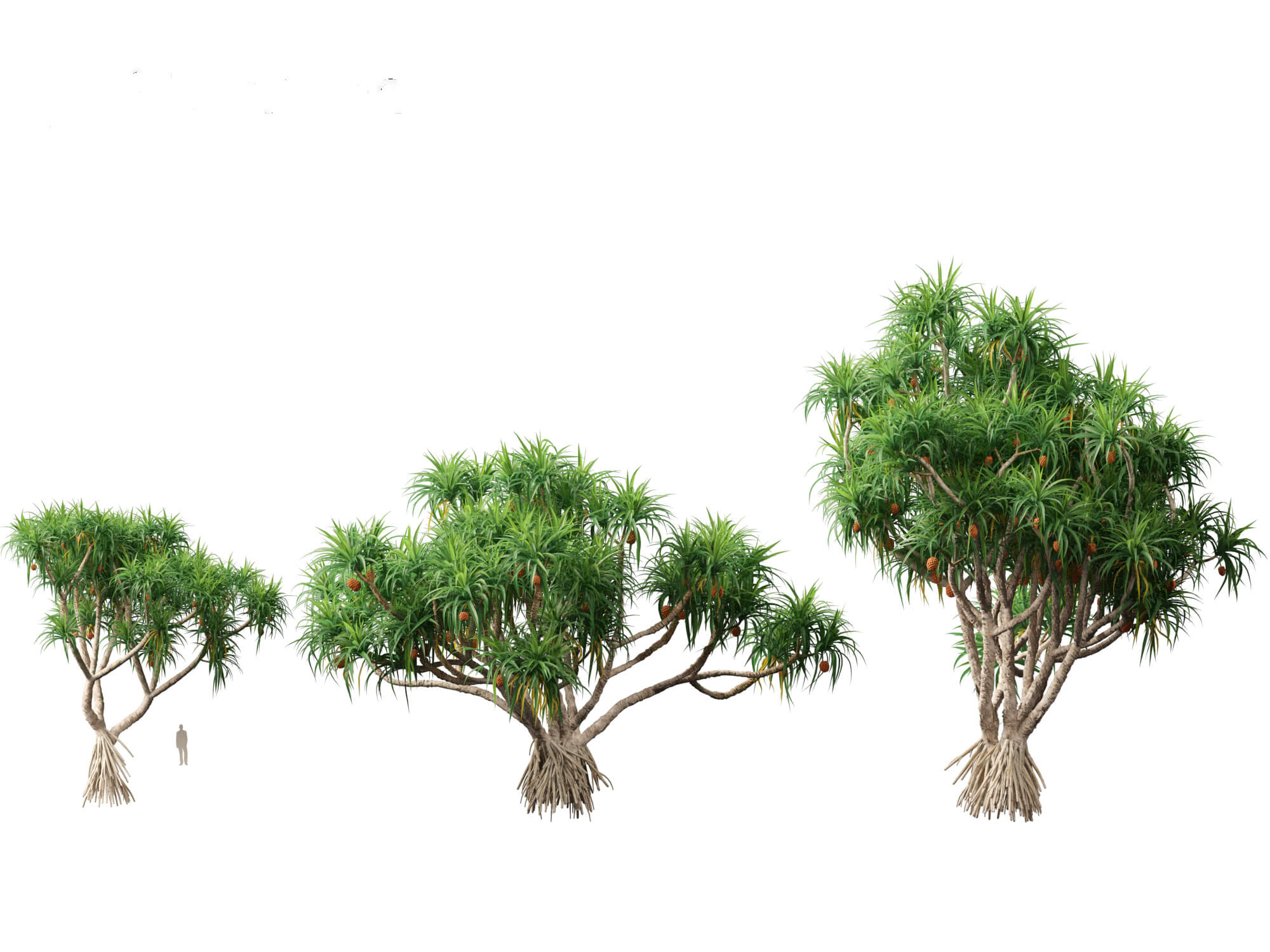 Pandanus Tectorius - Screw Pine 3D Model by 3dgardenplants