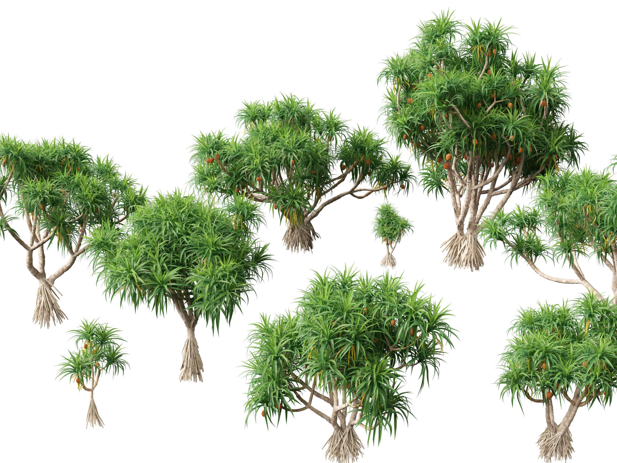 Pandanus Tectorius - Screw Pine 3D Model by 3dgardenplants