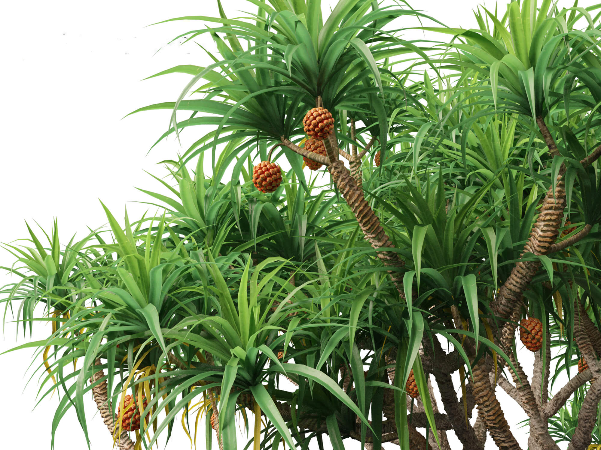 Pandanus Tectorius - Screw Pine 3D Model by 3dgardenplants