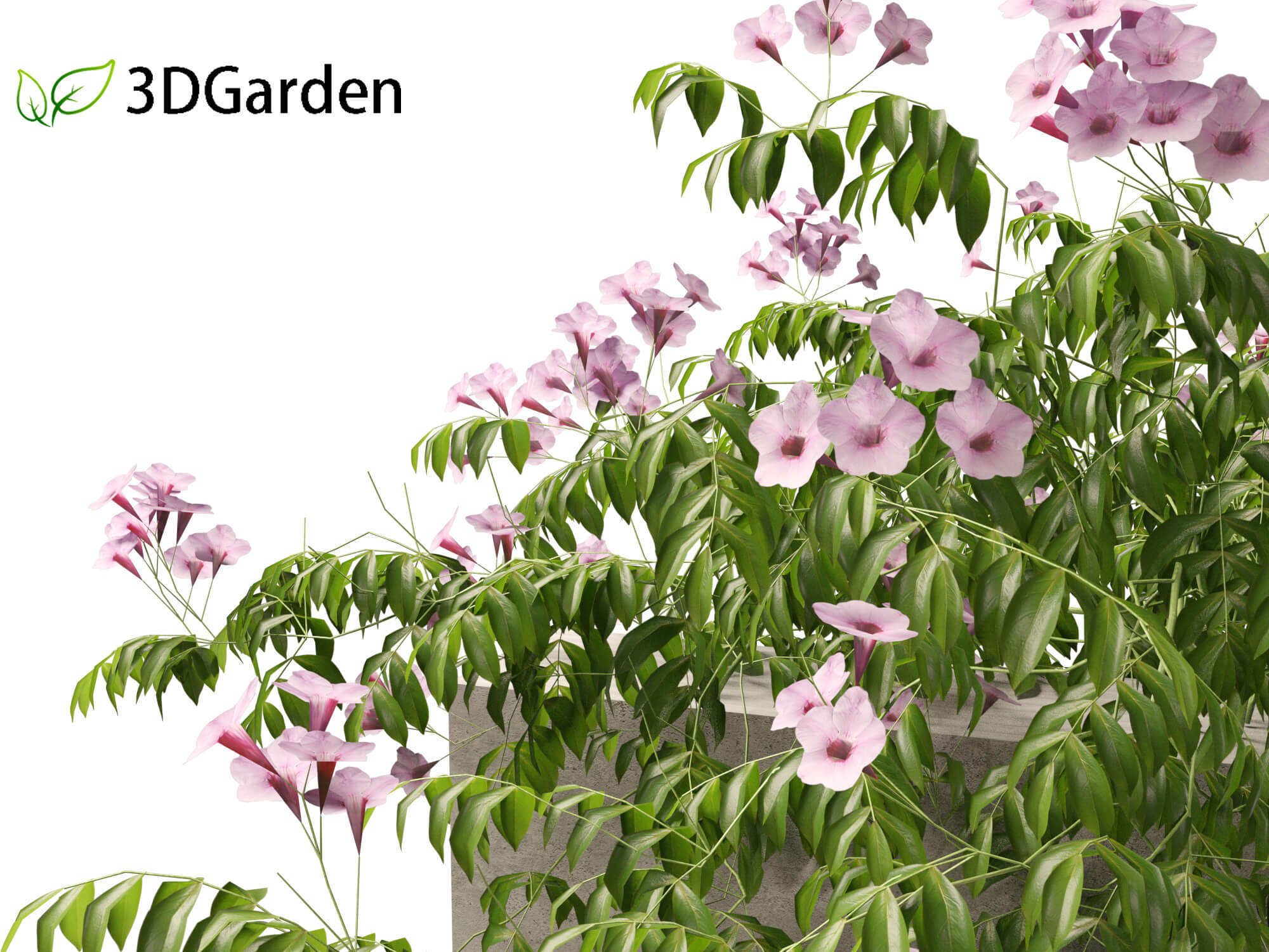 Pandorea Jasminoides Rosea – Bower Vine - 3D Model by 3dgardenplants