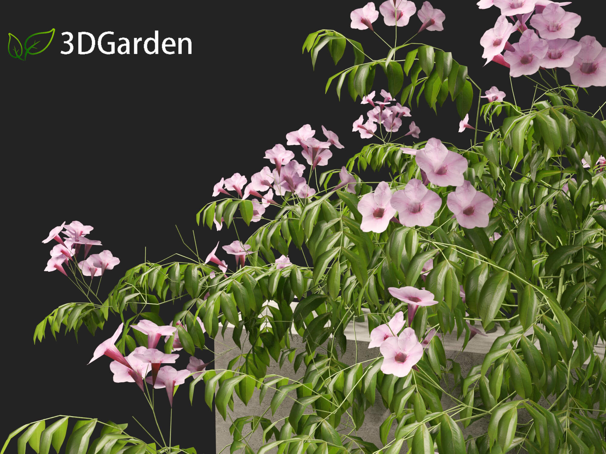Pandorea Jasminoides Rosea – Bower Vine - 3D Model by 3dgardenplants