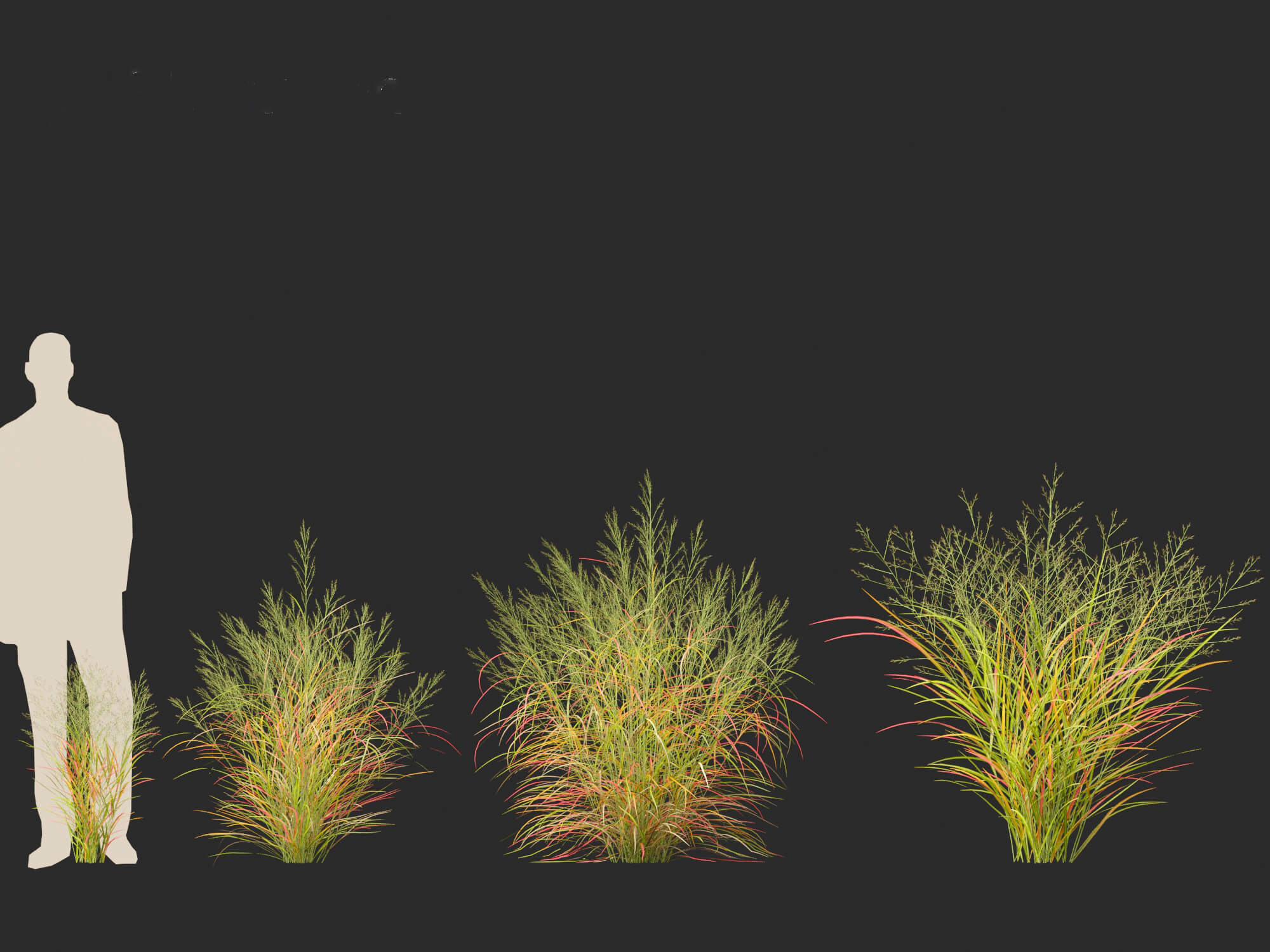 Panicum Virgatum - Switch Grass 3D Model by 3dgardenplants