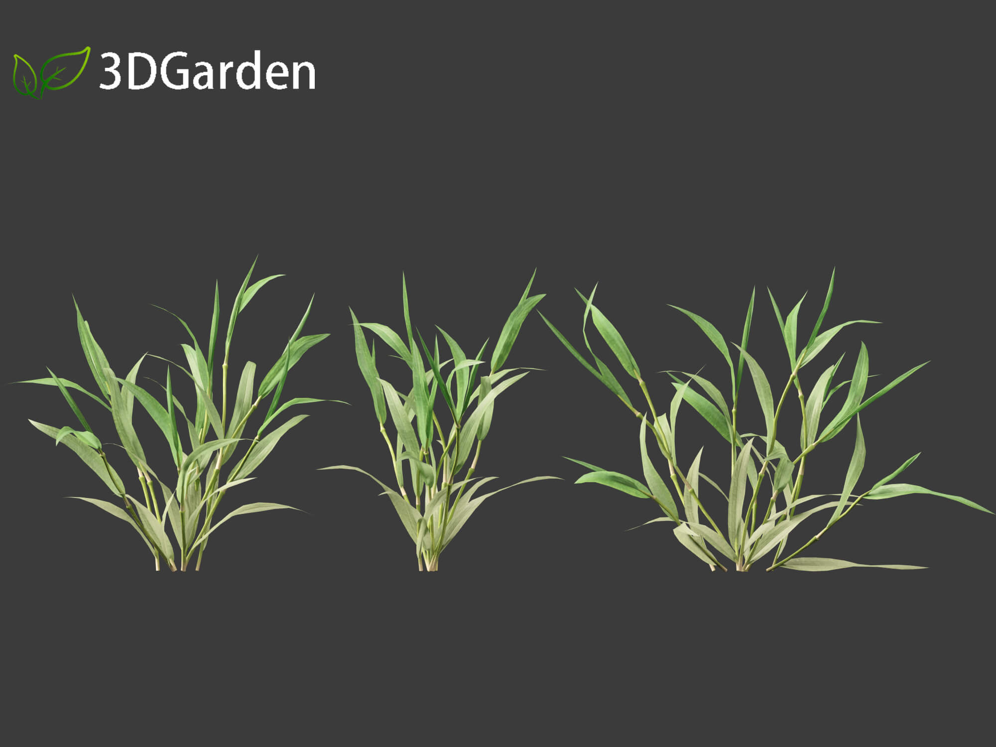 Paspalum Wettsteinii - Broadleaf Paspalum 3D Model by 3dgardenplants