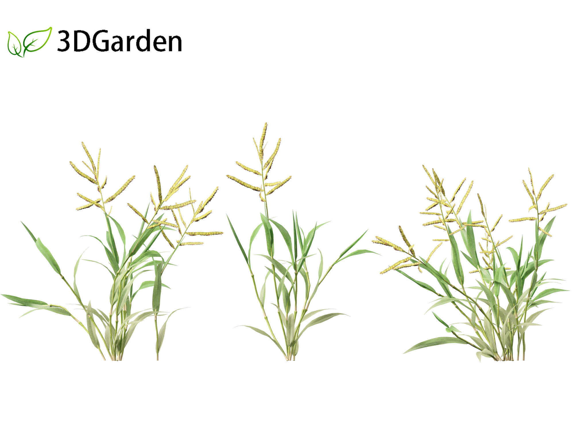 Paspalum Wettsteinii - Broadleaf Paspalum 3D Model by 3dgardenplants