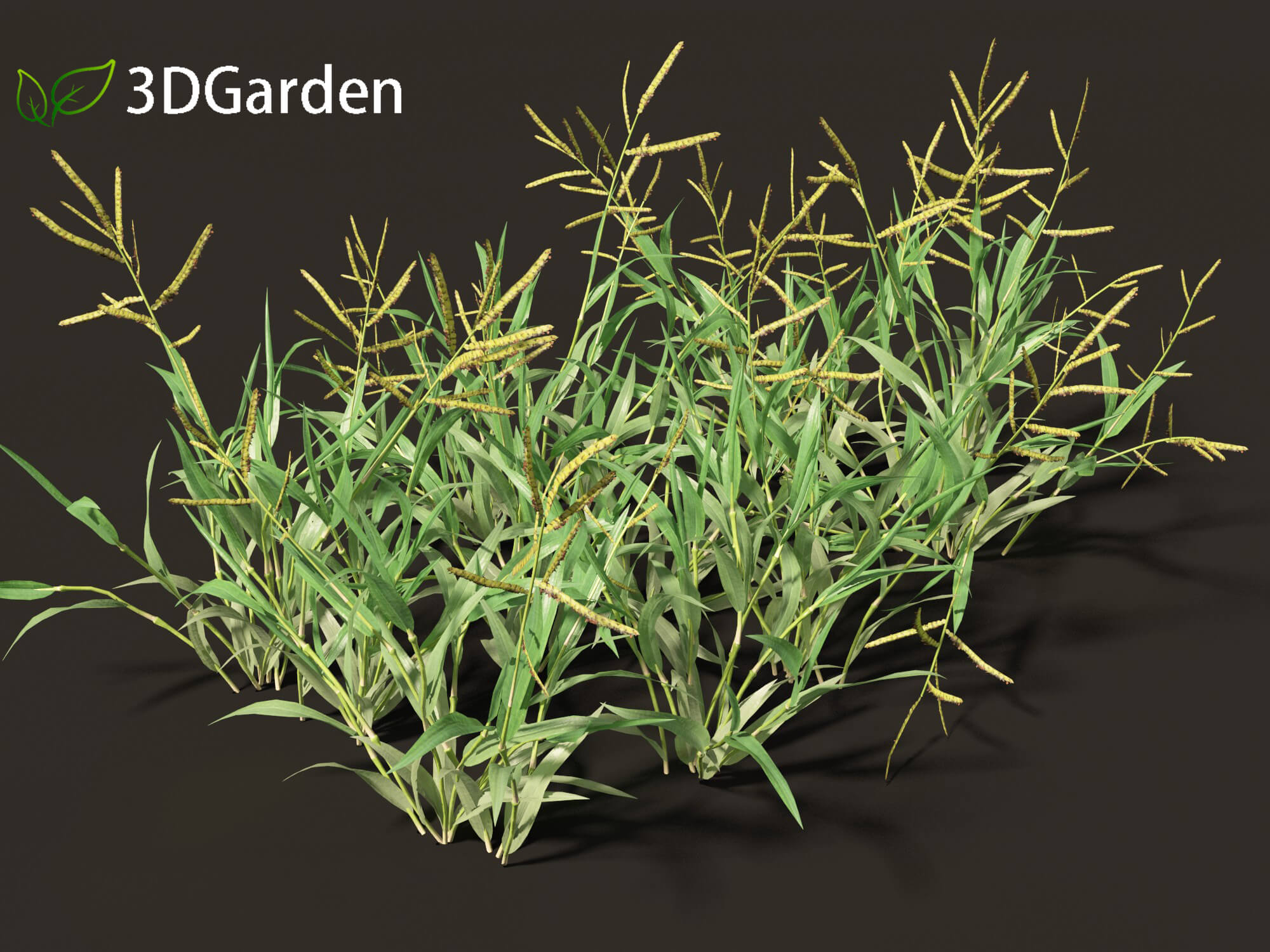 Paspalum Wettsteinii - Broadleaf Paspalum 3D Model by 3dgardenplants