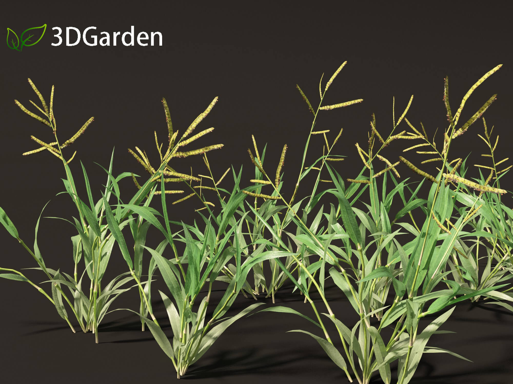 Paspalum Wettsteinii - Broadleaf Paspalum 3D Model by 3dgardenplants