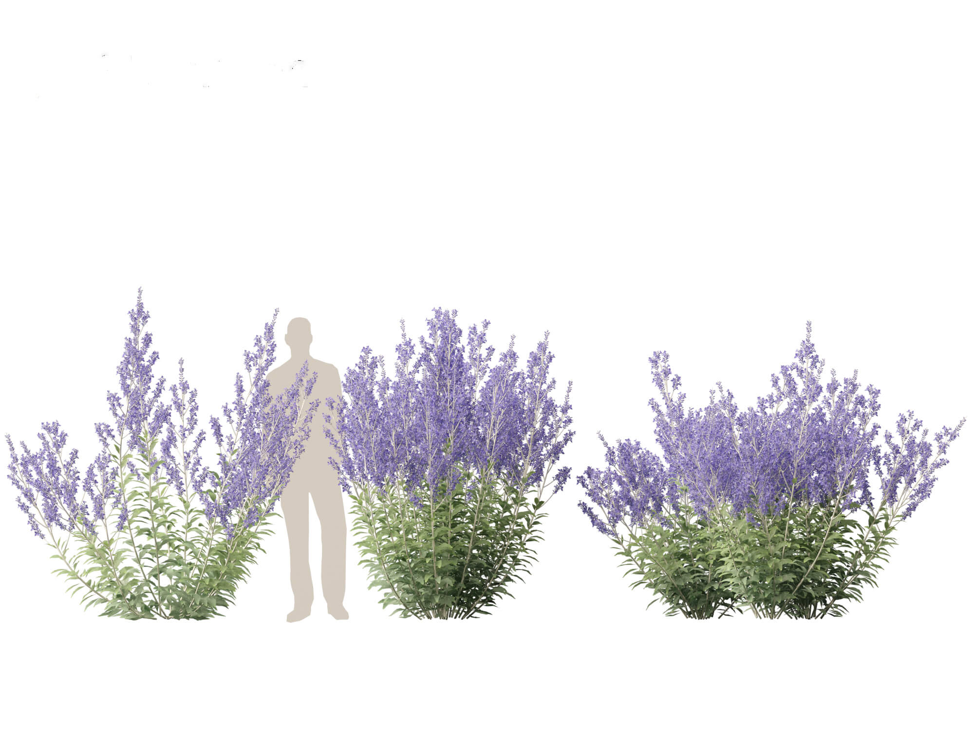Perovskia Atriplicifolia - Russian Sage 3D Model by 3dgardenplants