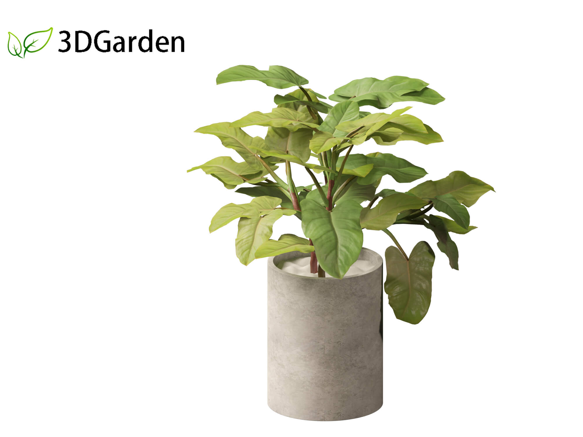 Philodendron Erubescens - Blushing Philodendron 3D Model by 3dgardenplants