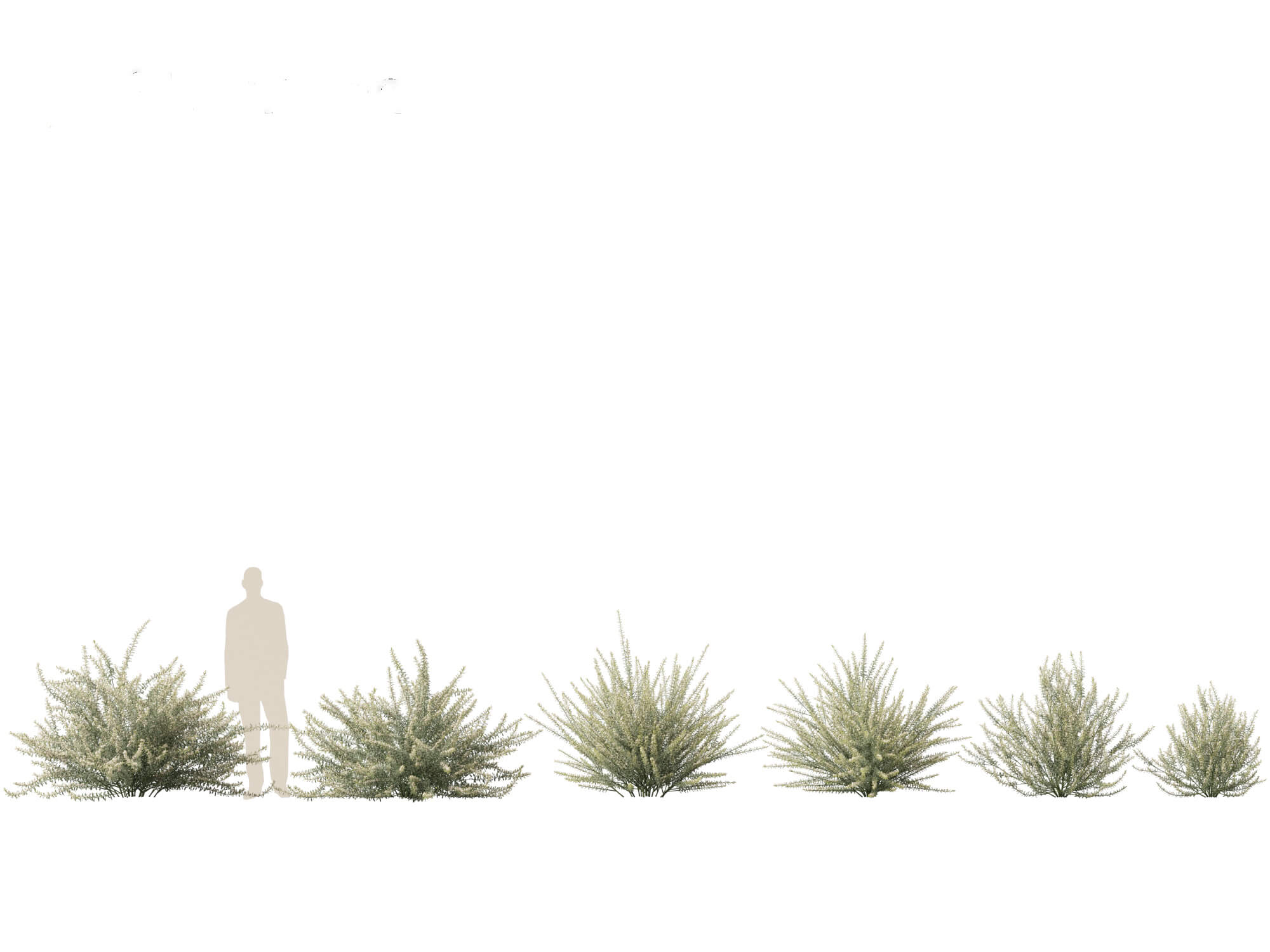 Philotheca Myoporoides Ruby Cascade - Wax Flower 3D Model by 3dgardenplants