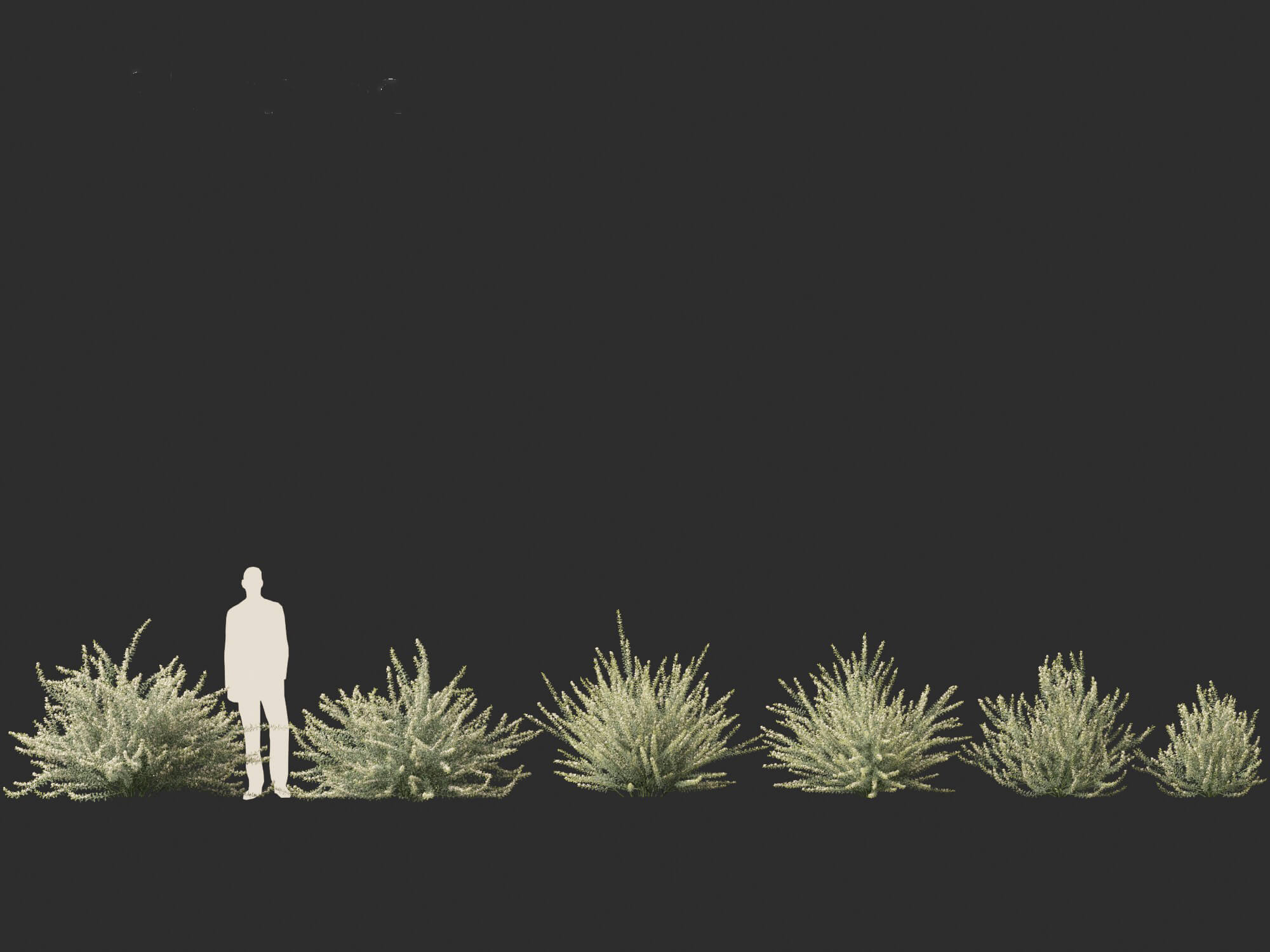 Philotheca Myoporoides Ruby Cascade - Wax Flower 3D Model by 3dgardenplants