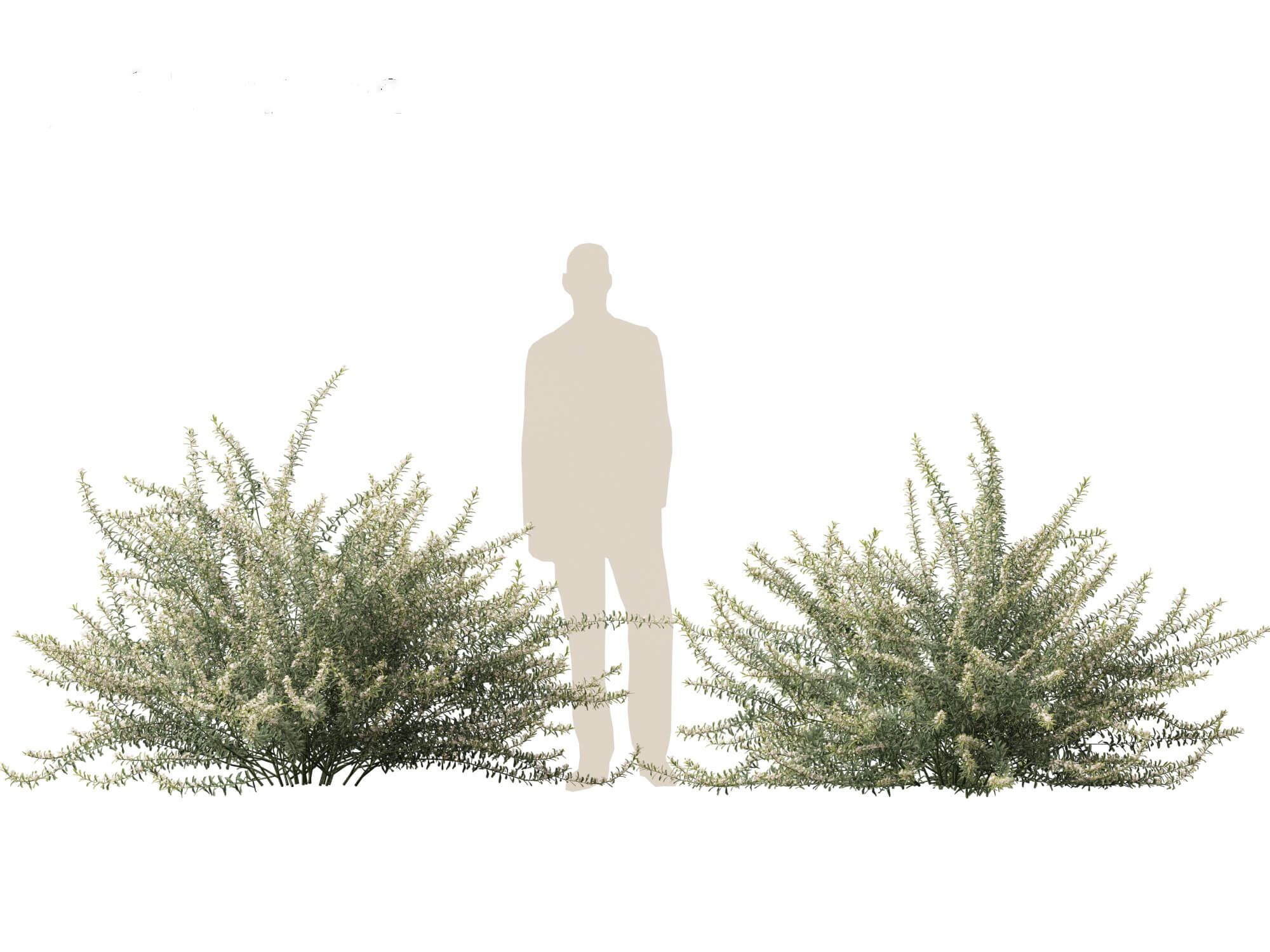 Philotheca Myoporoides Ruby Cascade - Wax Flower 3D Model by 3dgardenplants