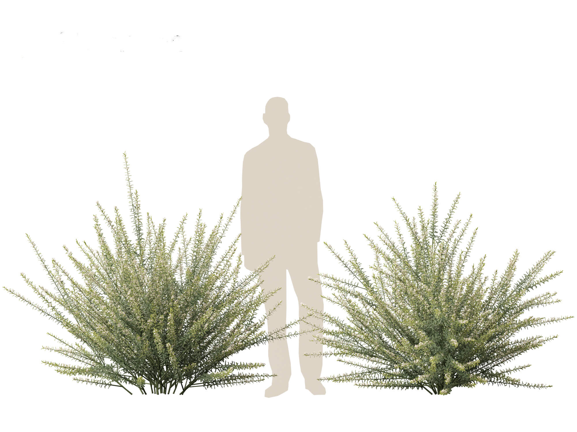 Philotheca Myoporoides Ruby Cascade - Wax Flower 3D Model by 3dgardenplants