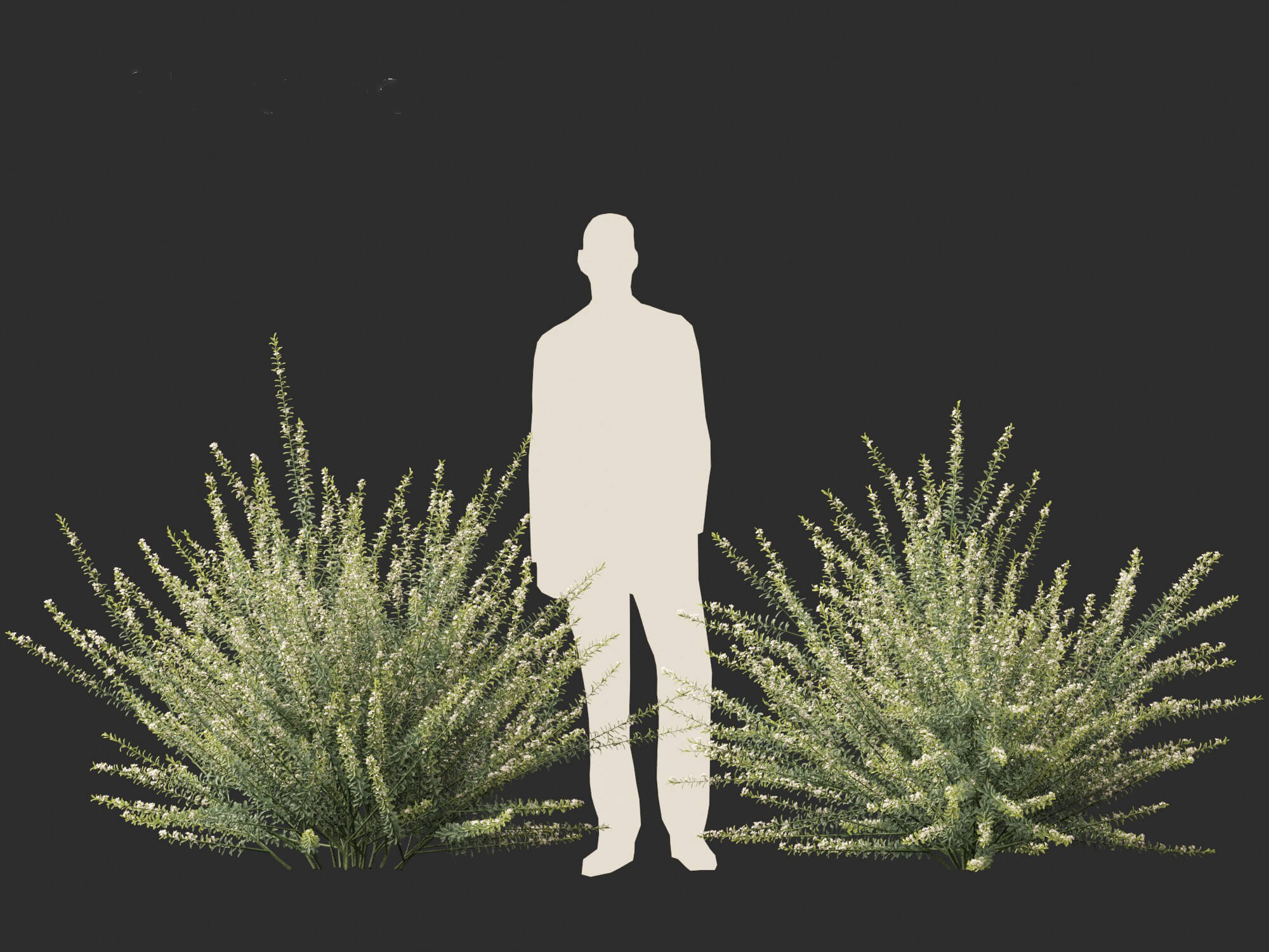 Philotheca Myoporoides Ruby Cascade - Wax Flower 3D Model by 3dgardenplants