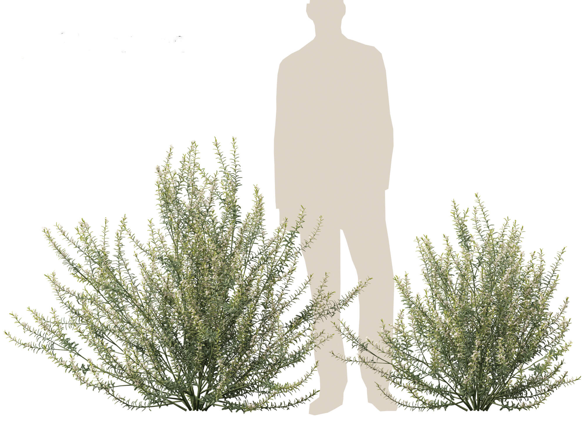 Philotheca Myoporoides Ruby Cascade - Wax Flower 3D Model by 3dgardenplants