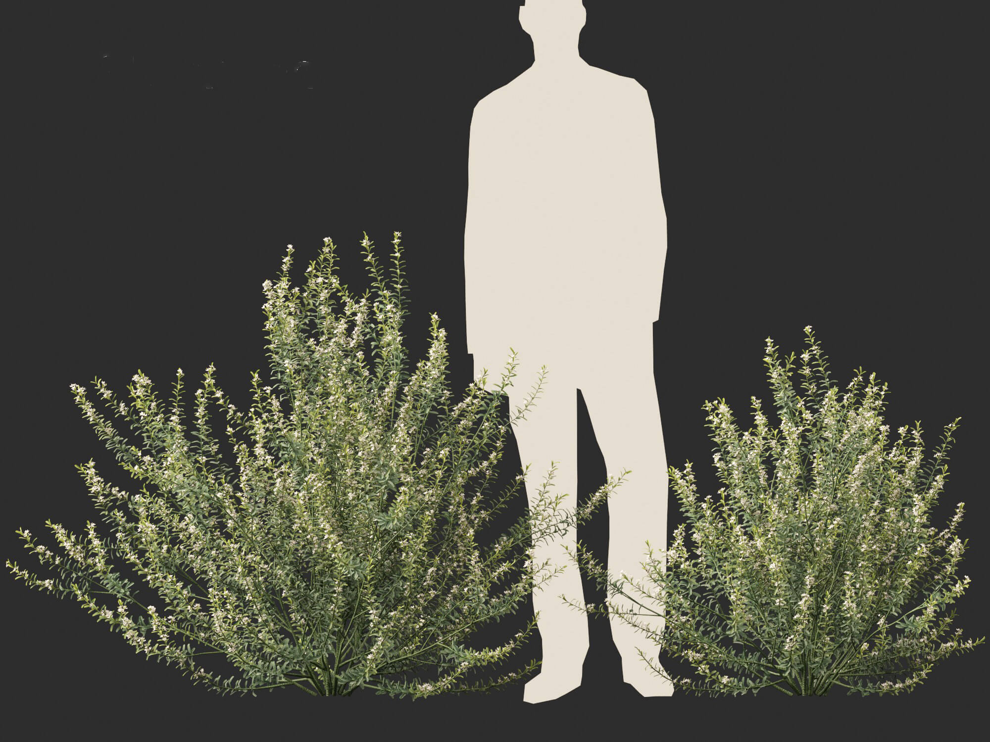 Philotheca Myoporoides Ruby Cascade - Wax Flower 3D Model by 3dgardenplants