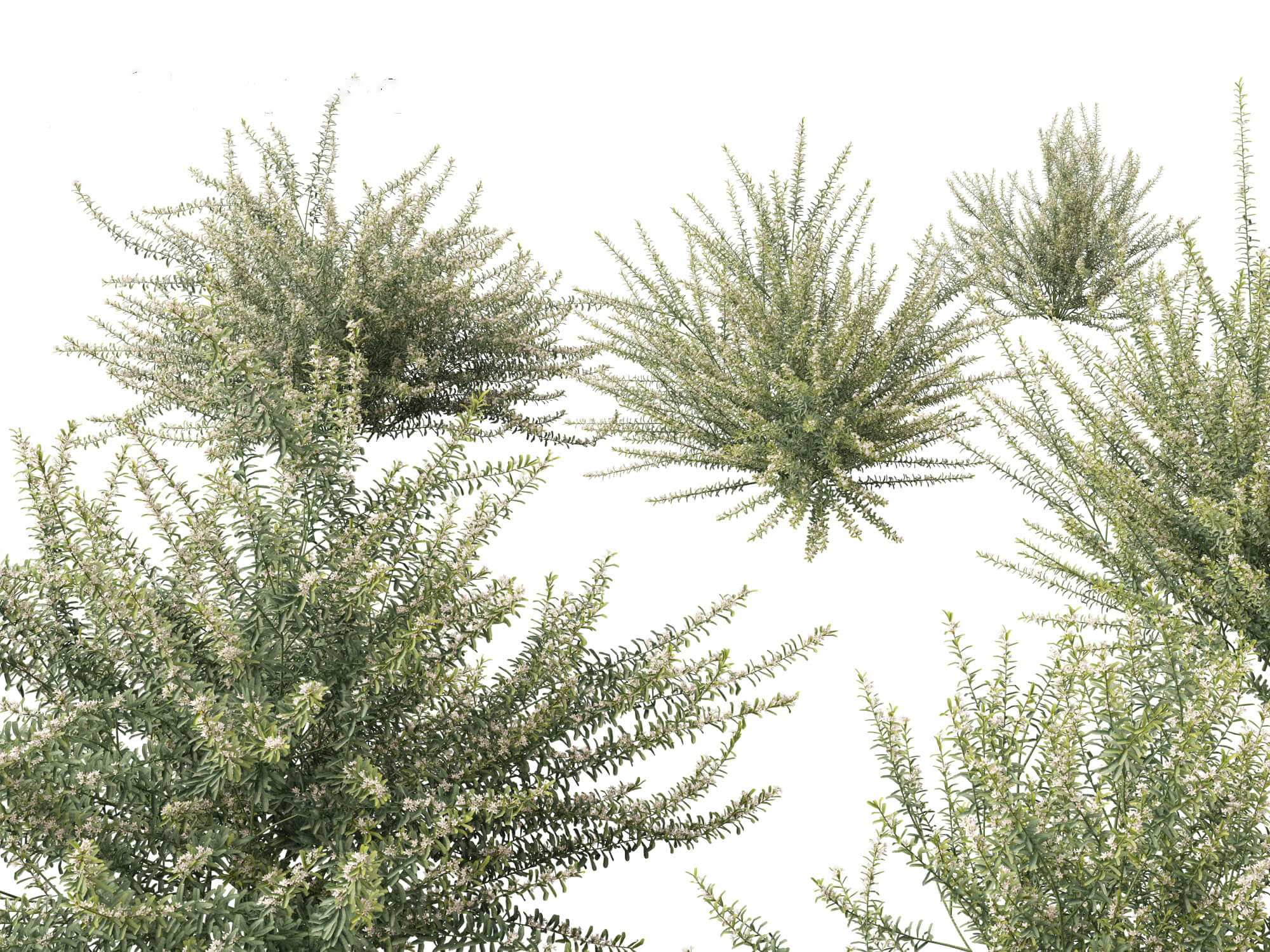 Philotheca Myoporoides Ruby Cascade - Wax Flower 3D Model by 3dgardenplants