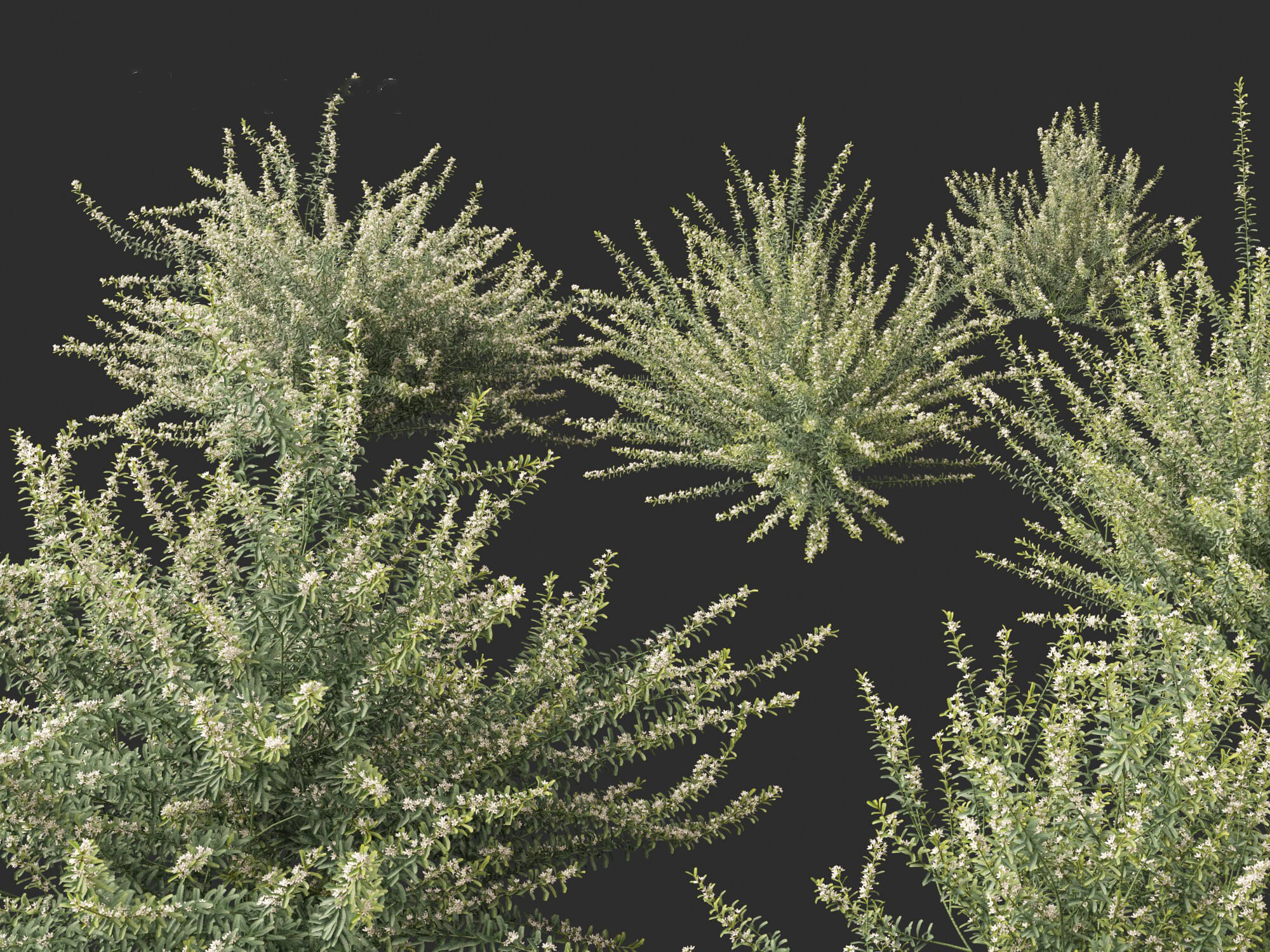 Philotheca Myoporoides Ruby Cascade - Wax Flower 3D Model by 3dgardenplants