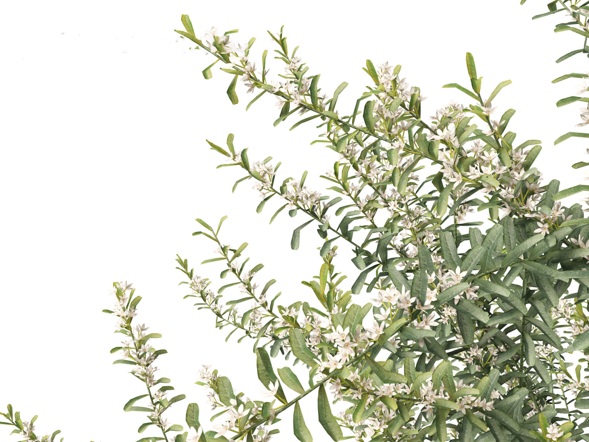 Philotheca Myoporoides Ruby Cascade - Wax Flower 3D Model by 3dgardenplants