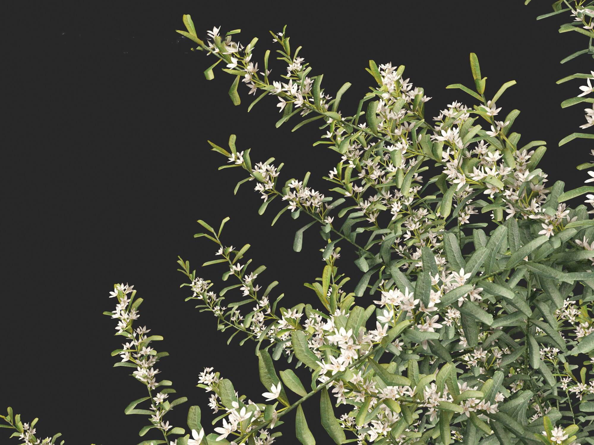 Philotheca Myoporoides Ruby Cascade - Wax Flower 3D Model by 3dgardenplants