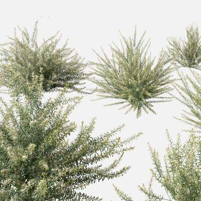 Philotheca Myoporoides Ruby Cascade - Wax Flower 3D Model by 3dgardenplants