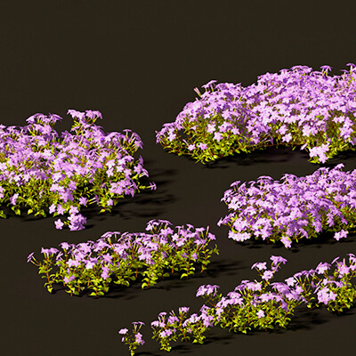 Phlox Stolonifera - Creeping Phlox 3D Model by 3dgardenplants