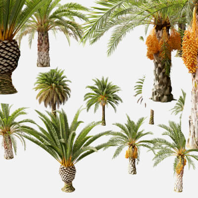 3D Models | Natural | Palm Trees | RenderHub