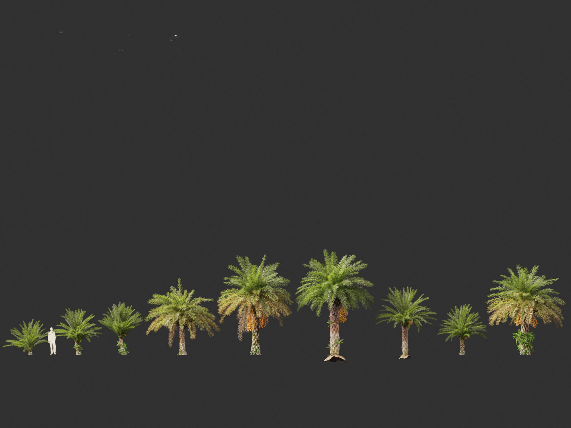 Phoenix Sylvestris - Wild Date Palm 3D Model by 3dgardenplants