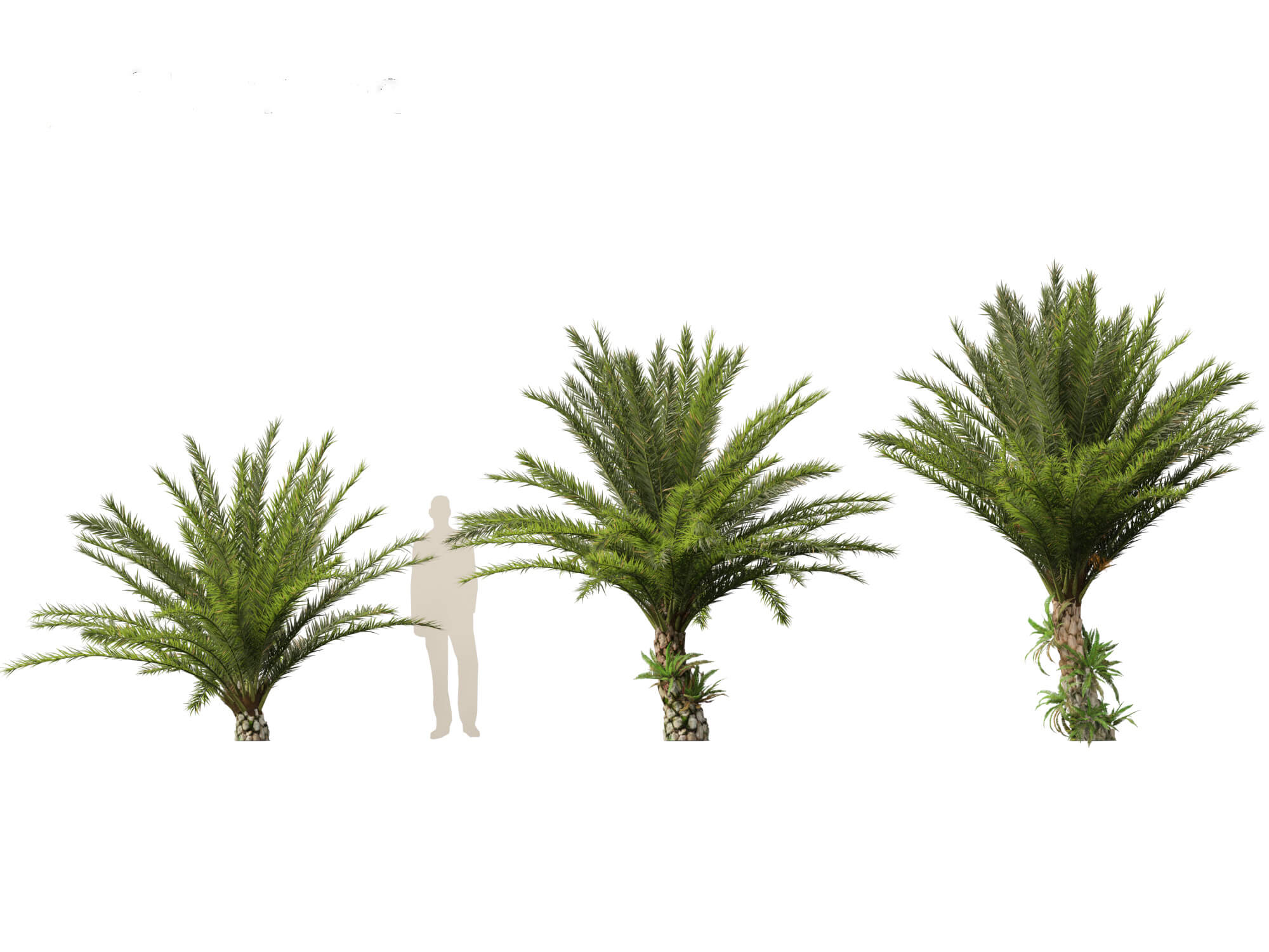 Phoenix Sylvestris - Wild Date Palm 3D Model by 3dgardenplants