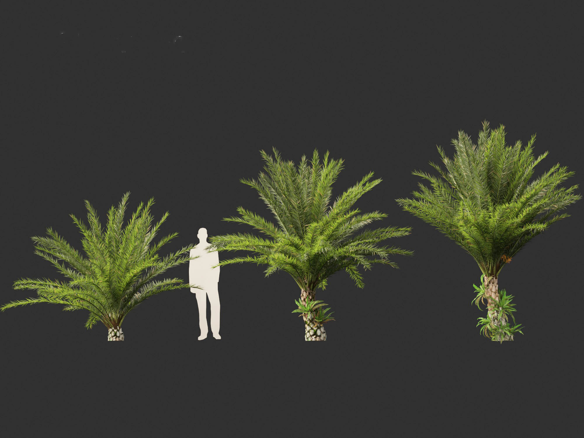 Phoenix Sylvestris - Wild Date Palm 3D Model by 3dgardenplants