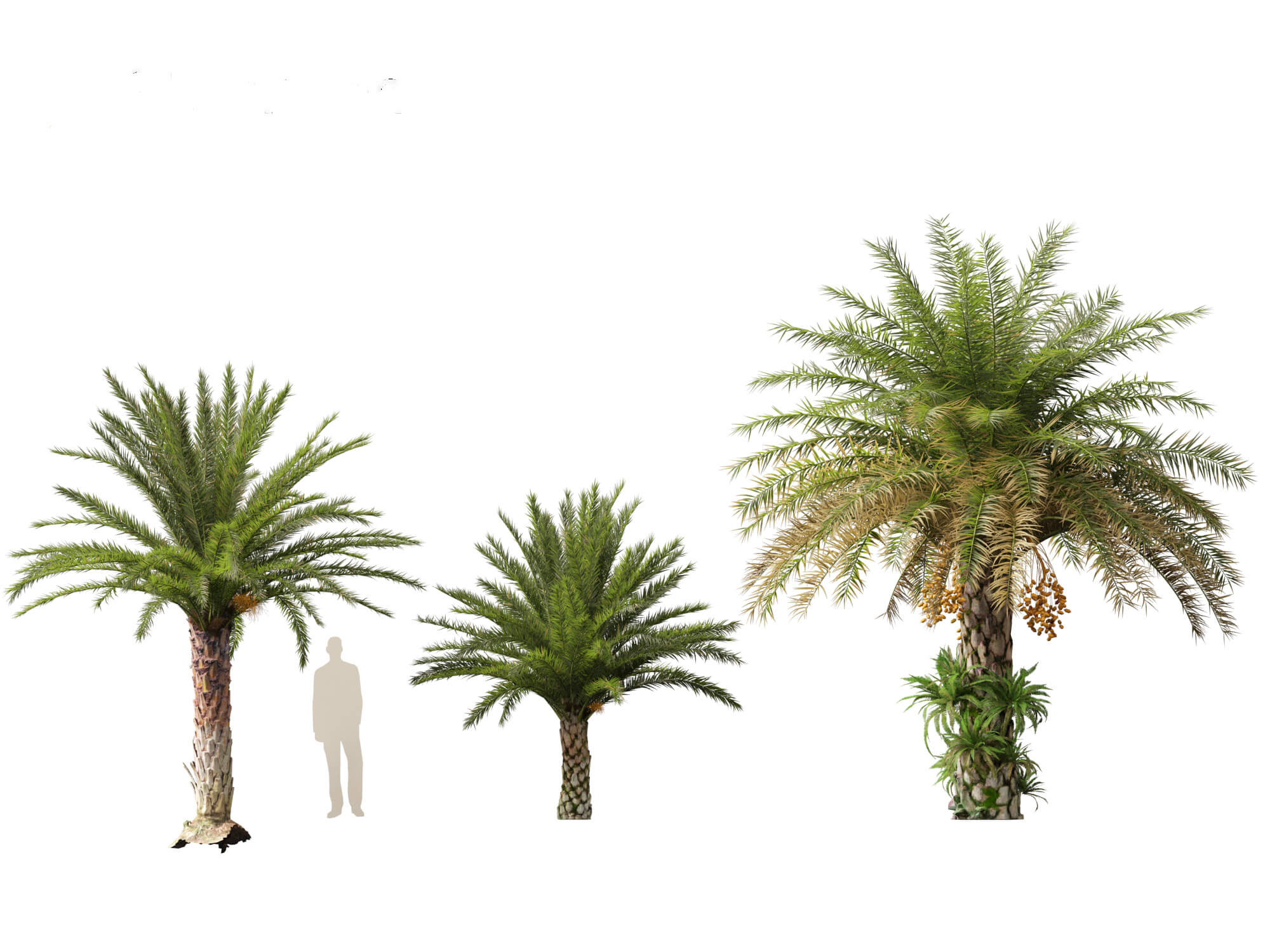 Phoenix Sylvestris - Wild Date Palm 3D Model by 3dgardenplants