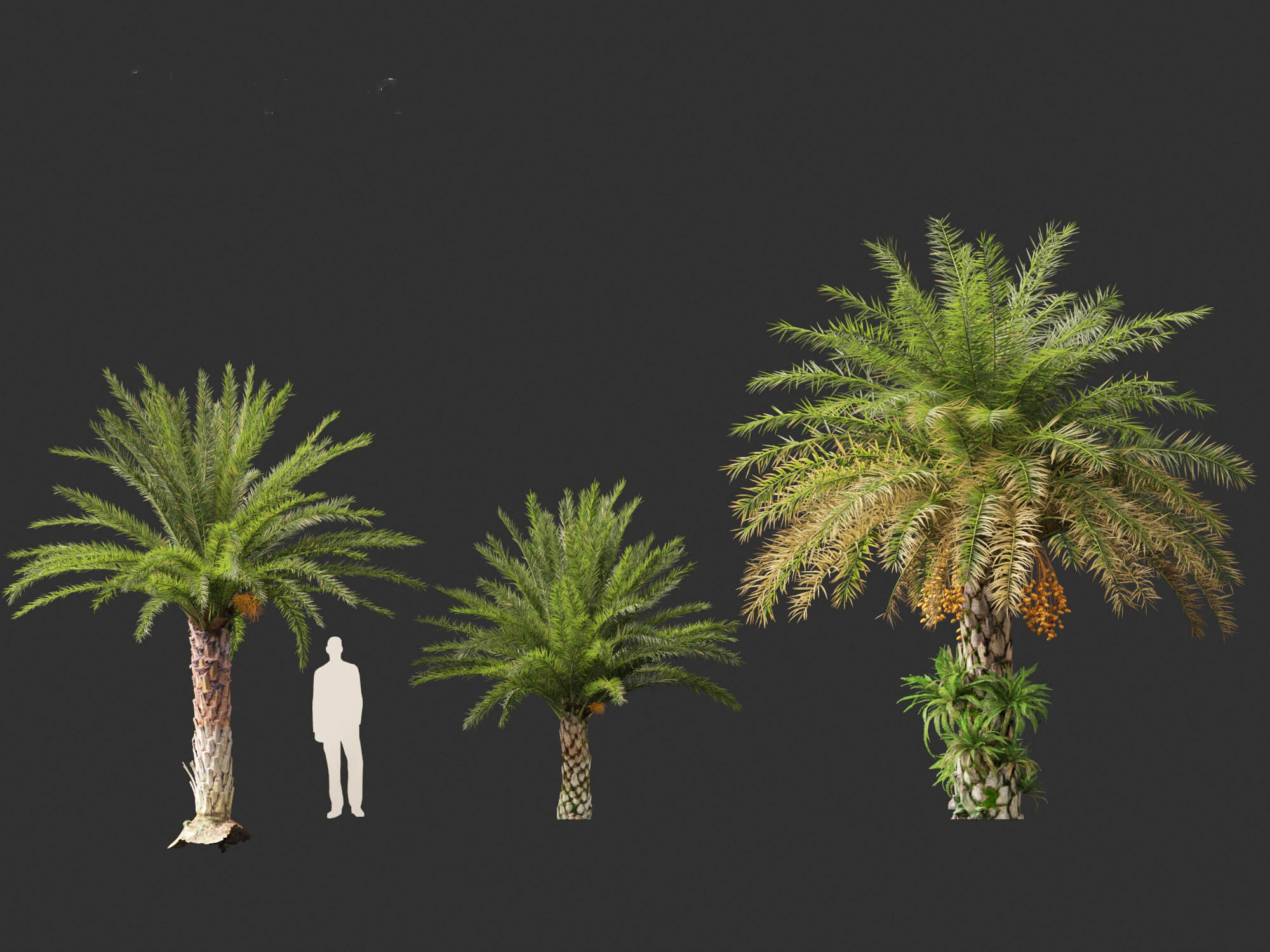 Phoenix Sylvestris - Wild Date Palm 3D Model by 3dgardenplants