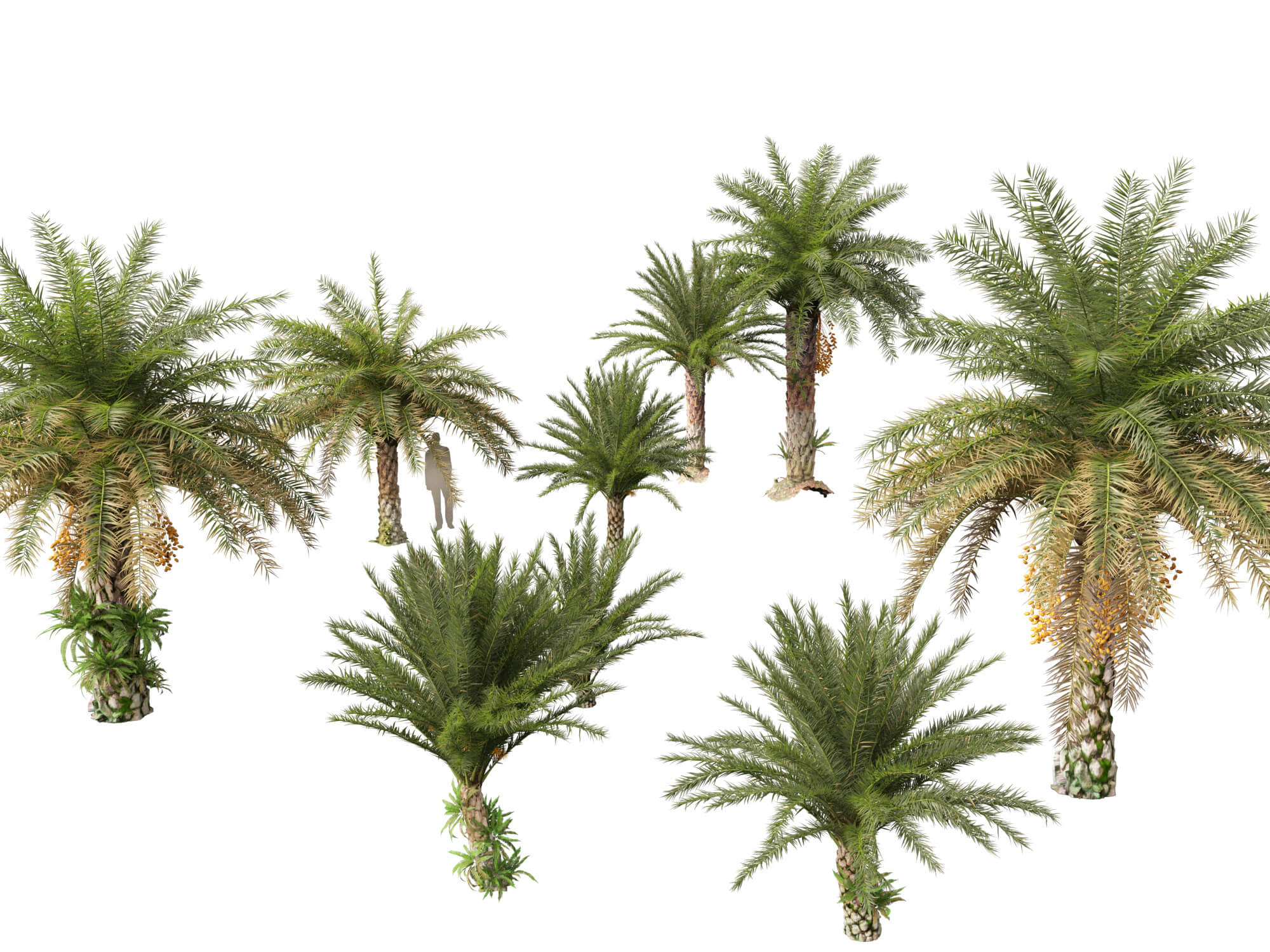 Phoenix Sylvestris - Wild Date Palm 3D Model by 3dgardenplants