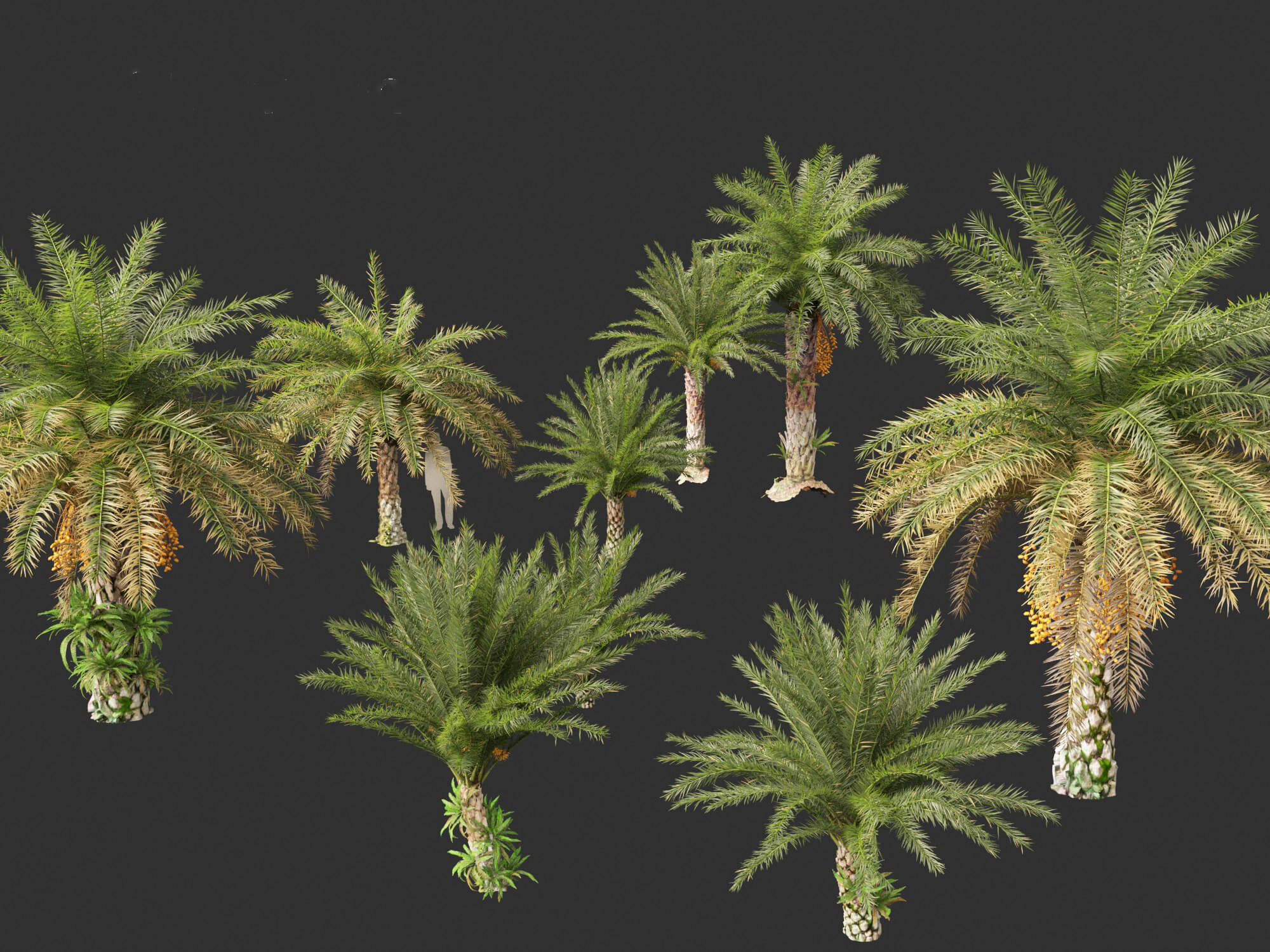Phoenix Sylvestris - Wild Date Palm 3D Model by 3dgardenplants