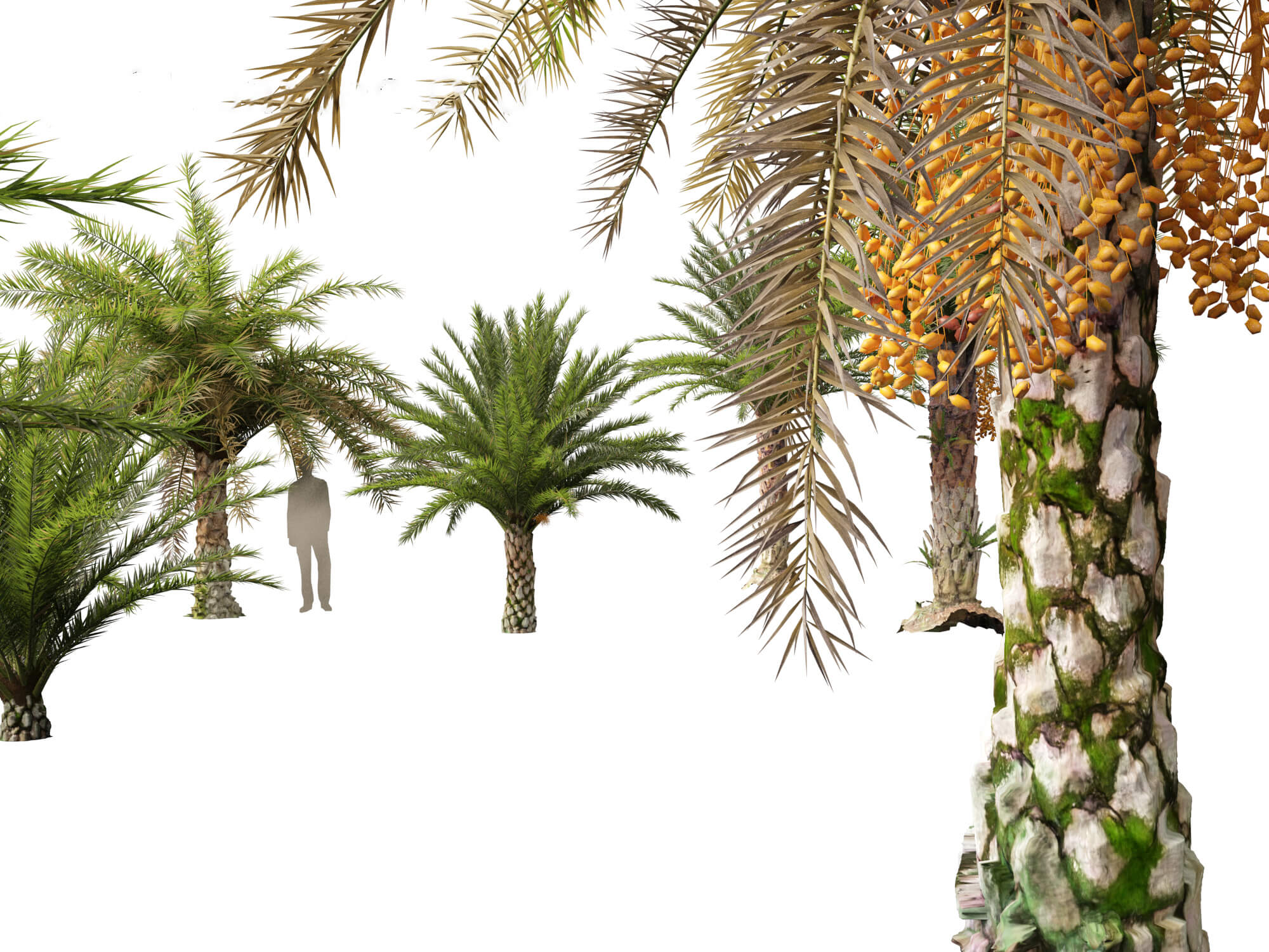 Phoenix Sylvestris - Wild Date Palm 3D Model by 3dgardenplants