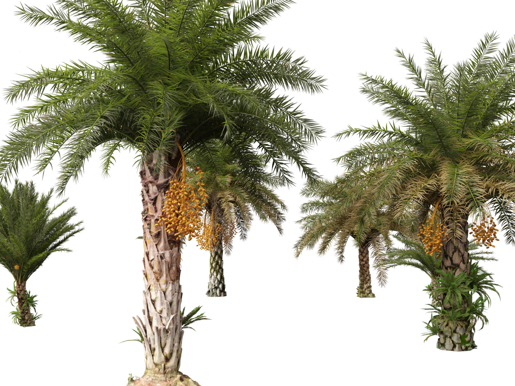 Phoenix Sylvestris - Wild Date Palm 3D Model by 3dgardenplants