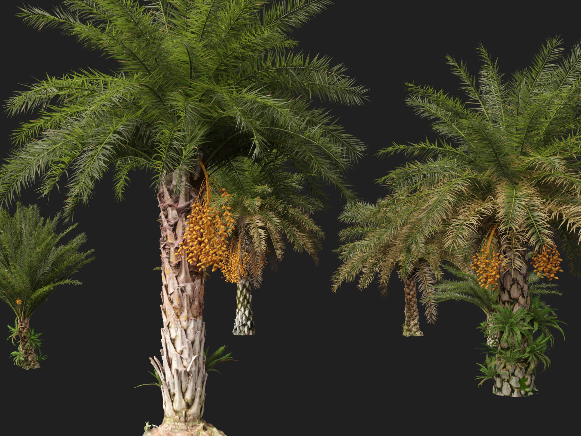 Phoenix Sylvestris - Wild Date Palm 3D Model by 3dgardenplants