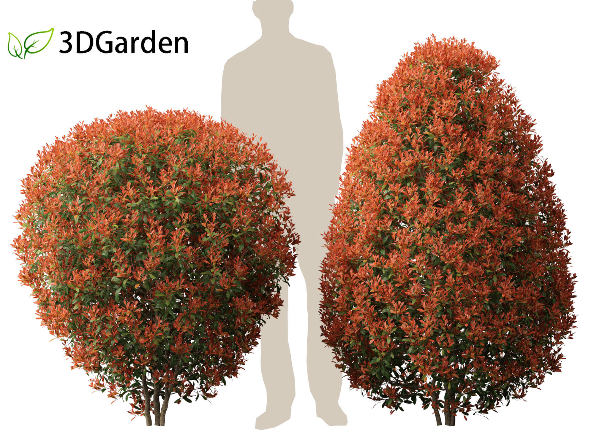 Photinia X Fraseri Red Robin - Red Tip Photinia 02 3D Model by ...