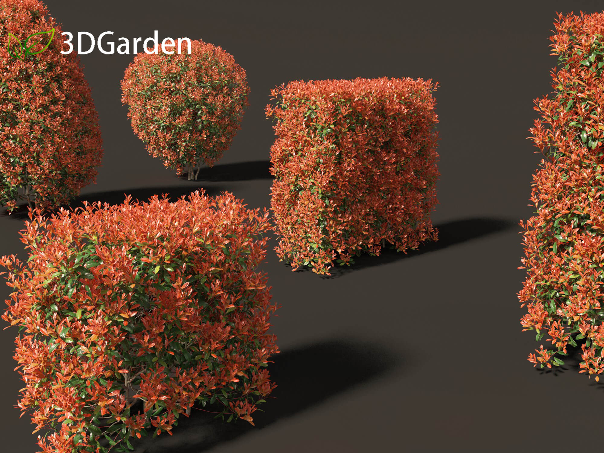 Photinia X Fraseri Red Robin - Red Tip Photinia 02 3D Model by ...