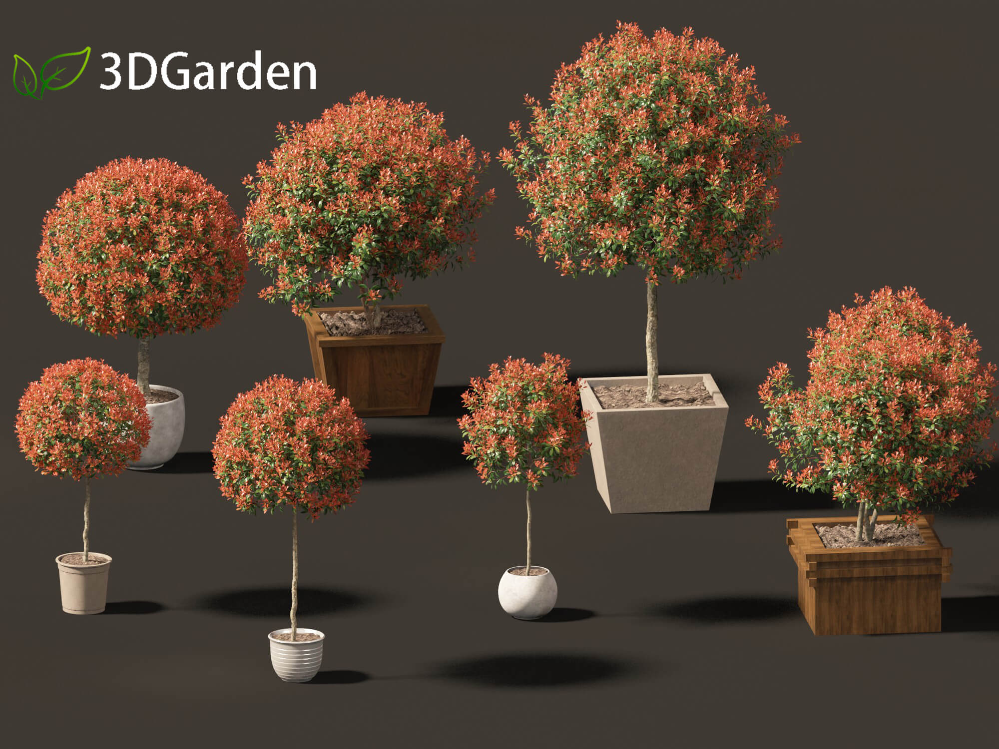 Photinia X Fraseri Red Robin - Red Tip Photinia 03 3D Model by ...